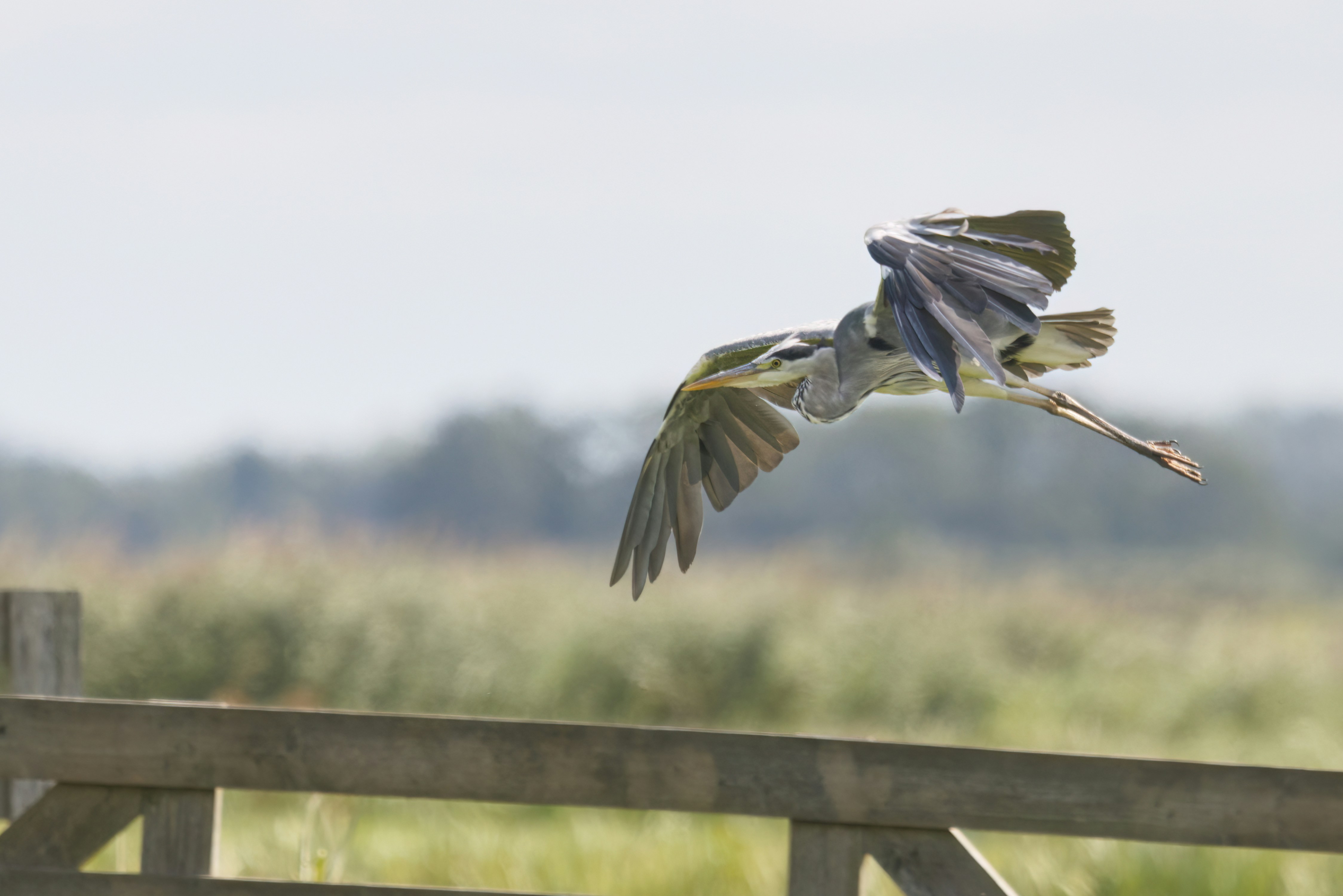 A bird flying over a wooden fence in a field photo – Free Berkenwoudse ...