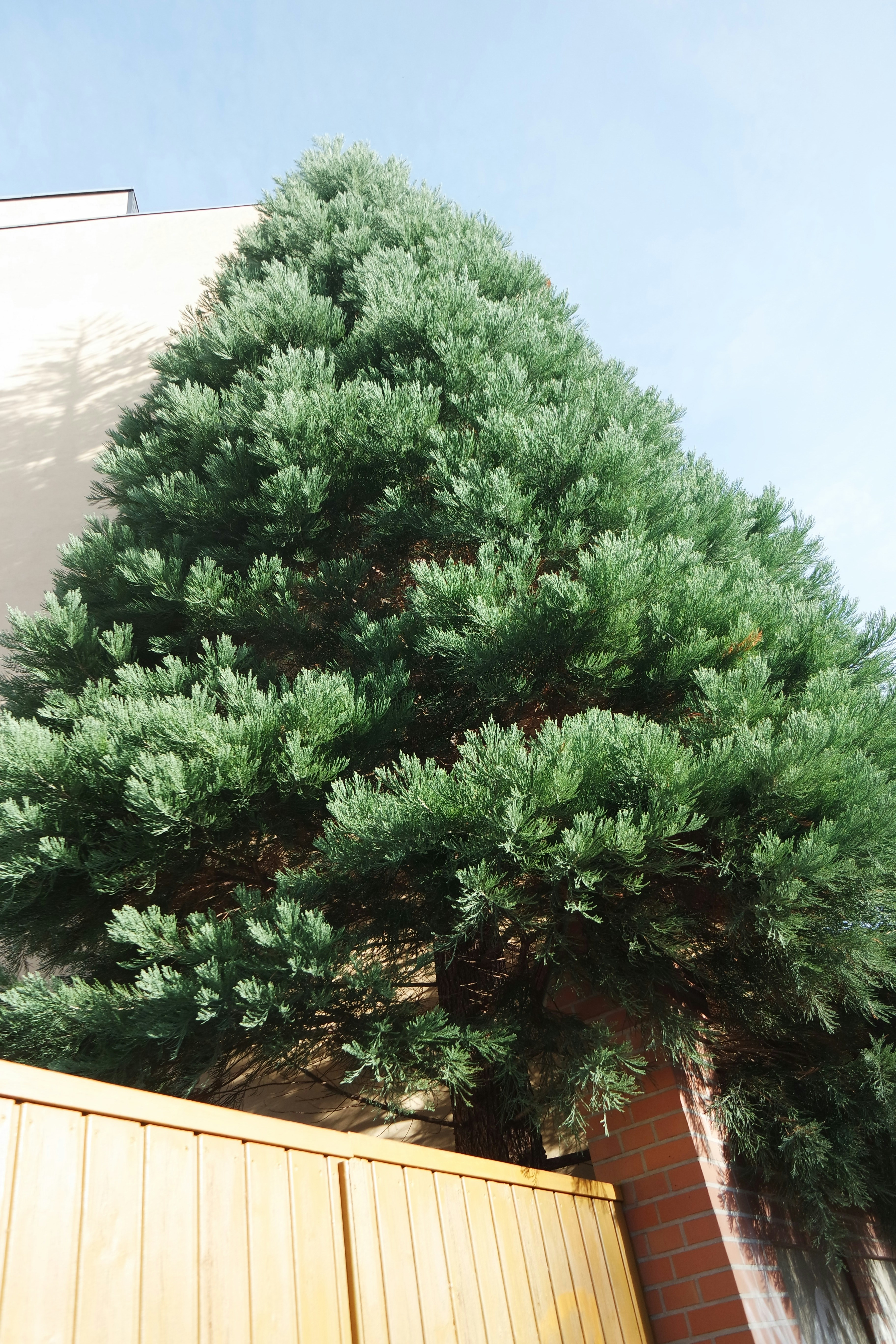 Apex Pine Against Sky: Sunlit Canopy Framing an Urban Fence