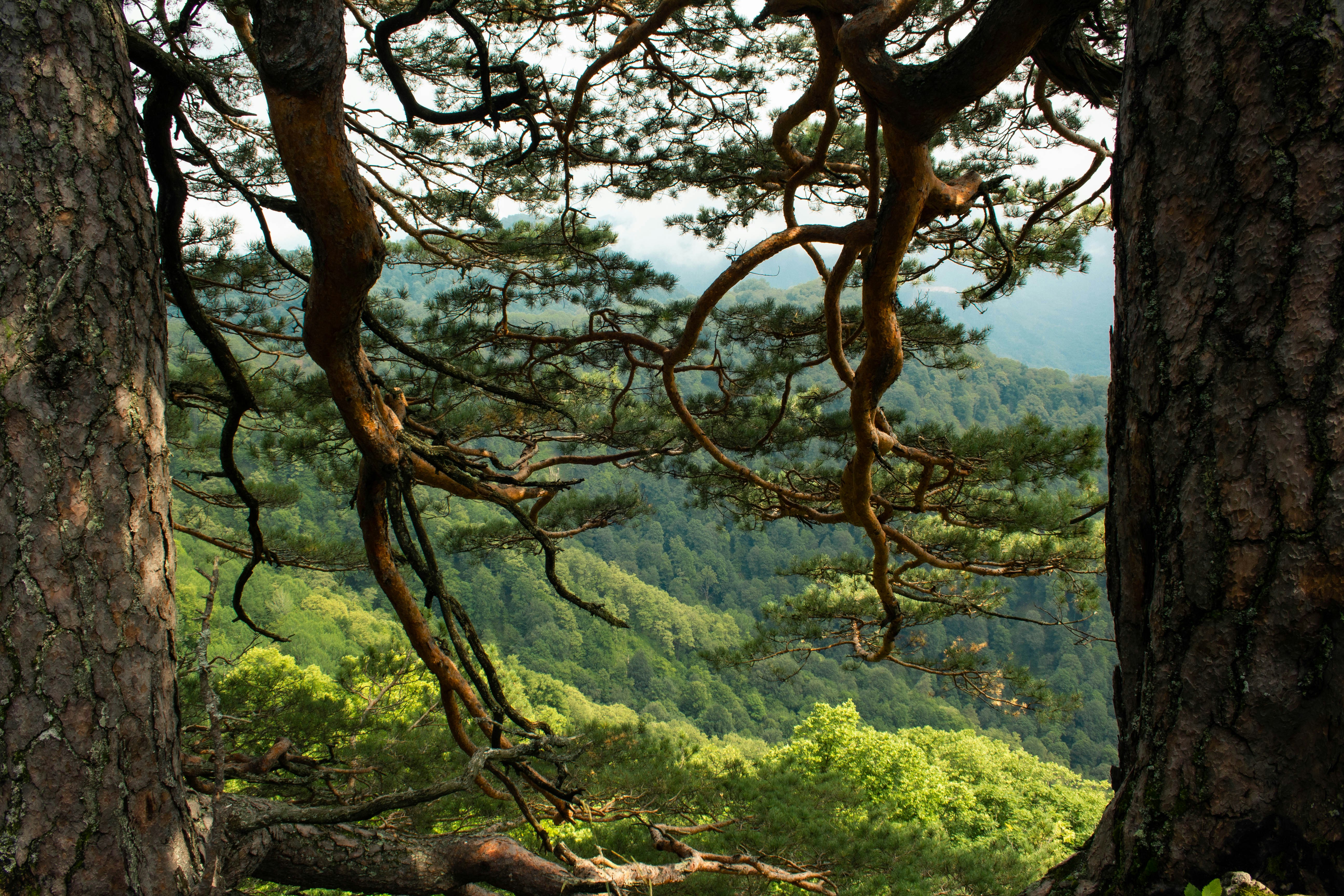 A couple of trees that are next to each other photo – Free Плато лаго ...