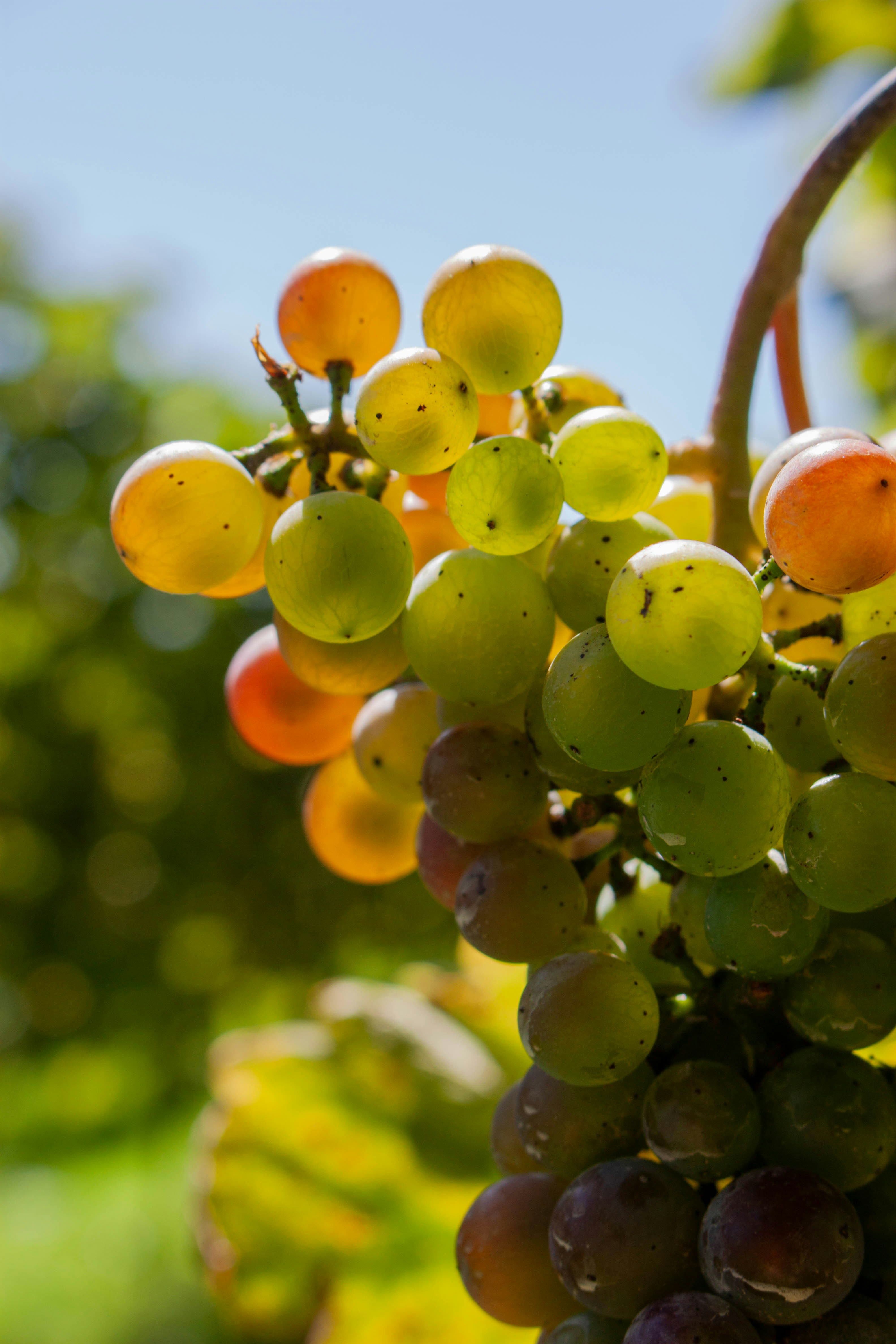 A cluster of ripe grapes basking in sunlight against a blurred vineyard backdrop.