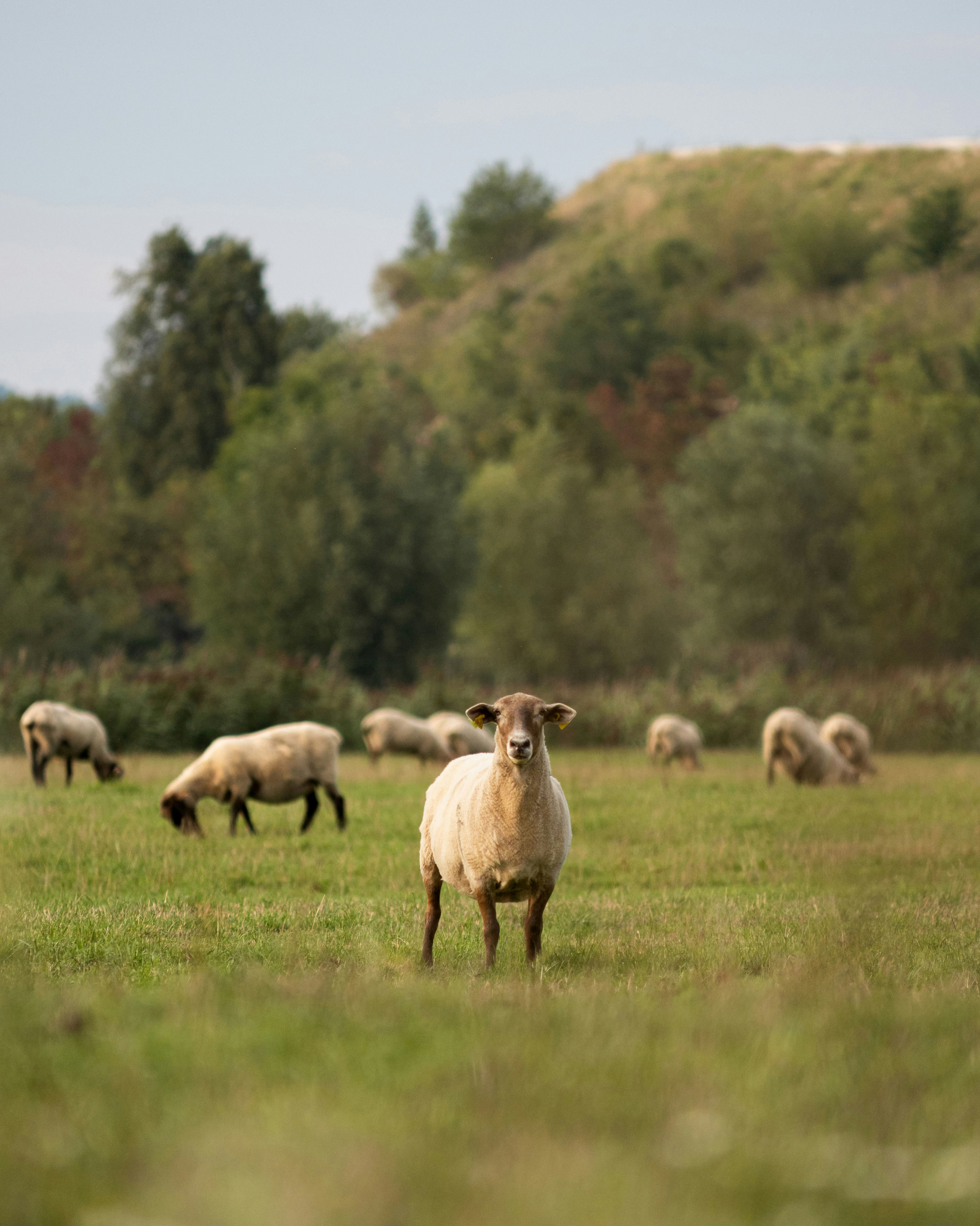 A herd of sheep grazing on a lush green field photo – Free Sheep Image ...