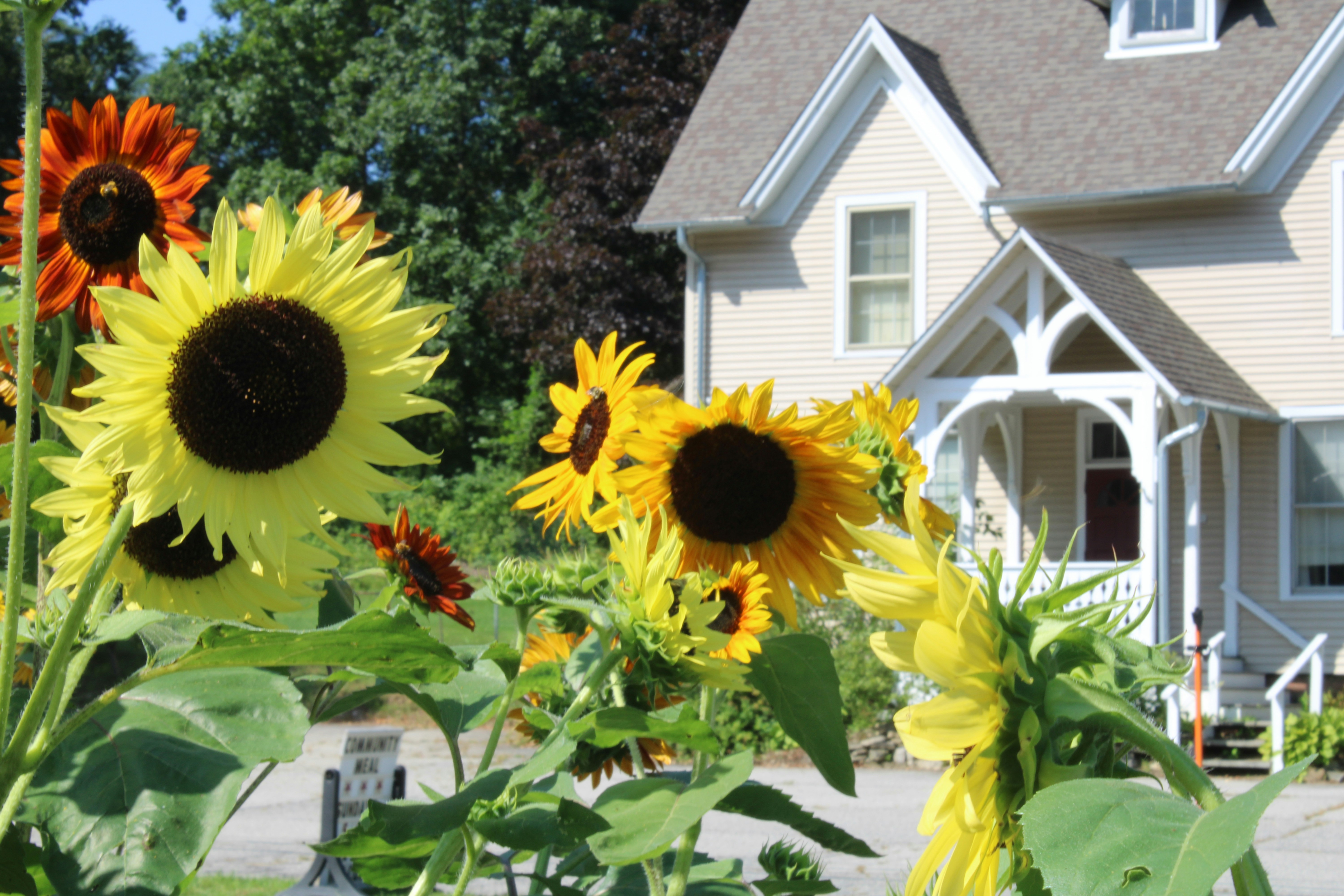 Foto zum Thema Sonnenblumen blühen vor einem Haus – Kostenloses Bild zu Sonnenblumen auf Unsplash