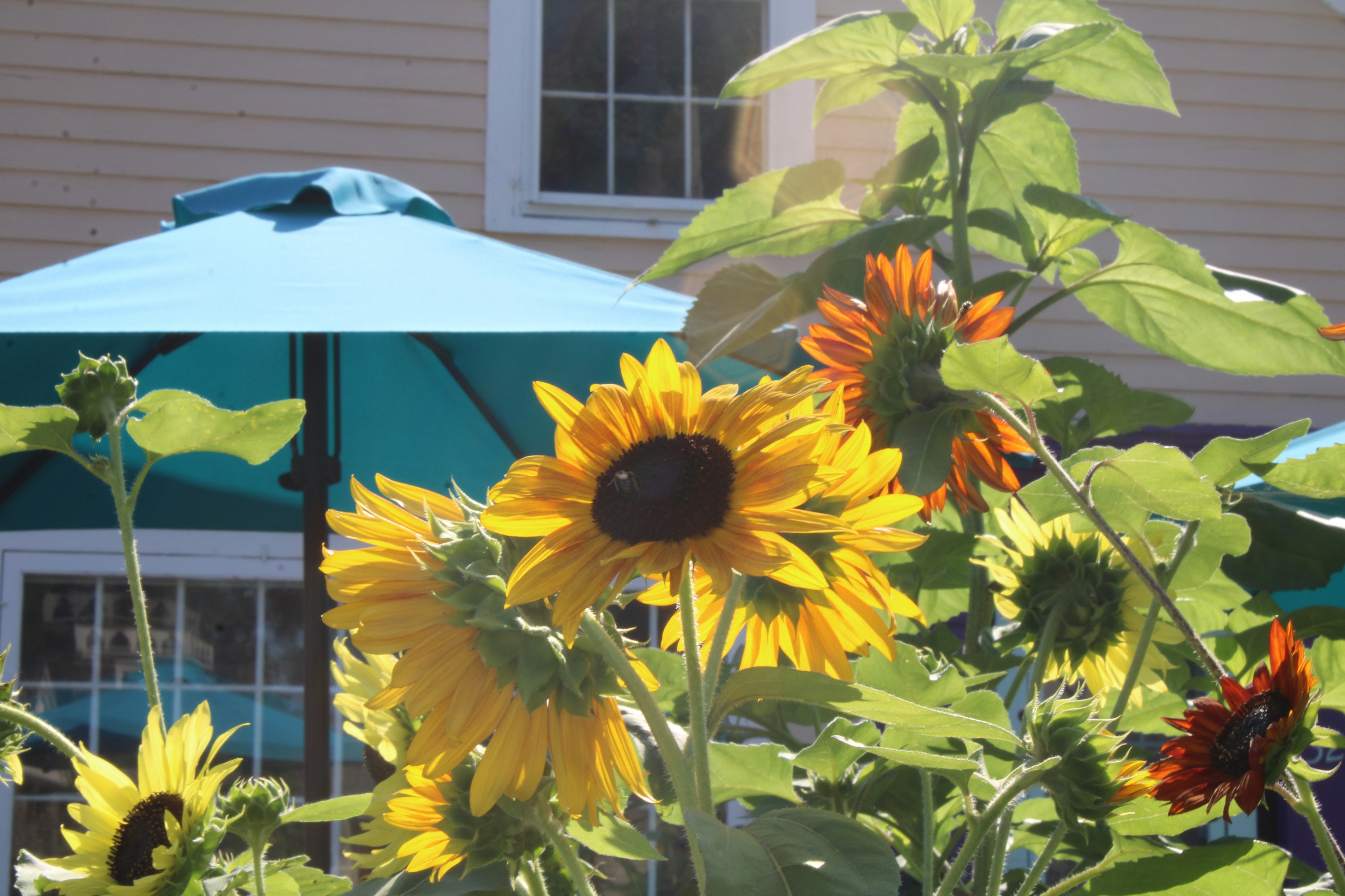 Sunlit Sunflowers Beneath a Teal Umbrella: A Backyard Snapshot