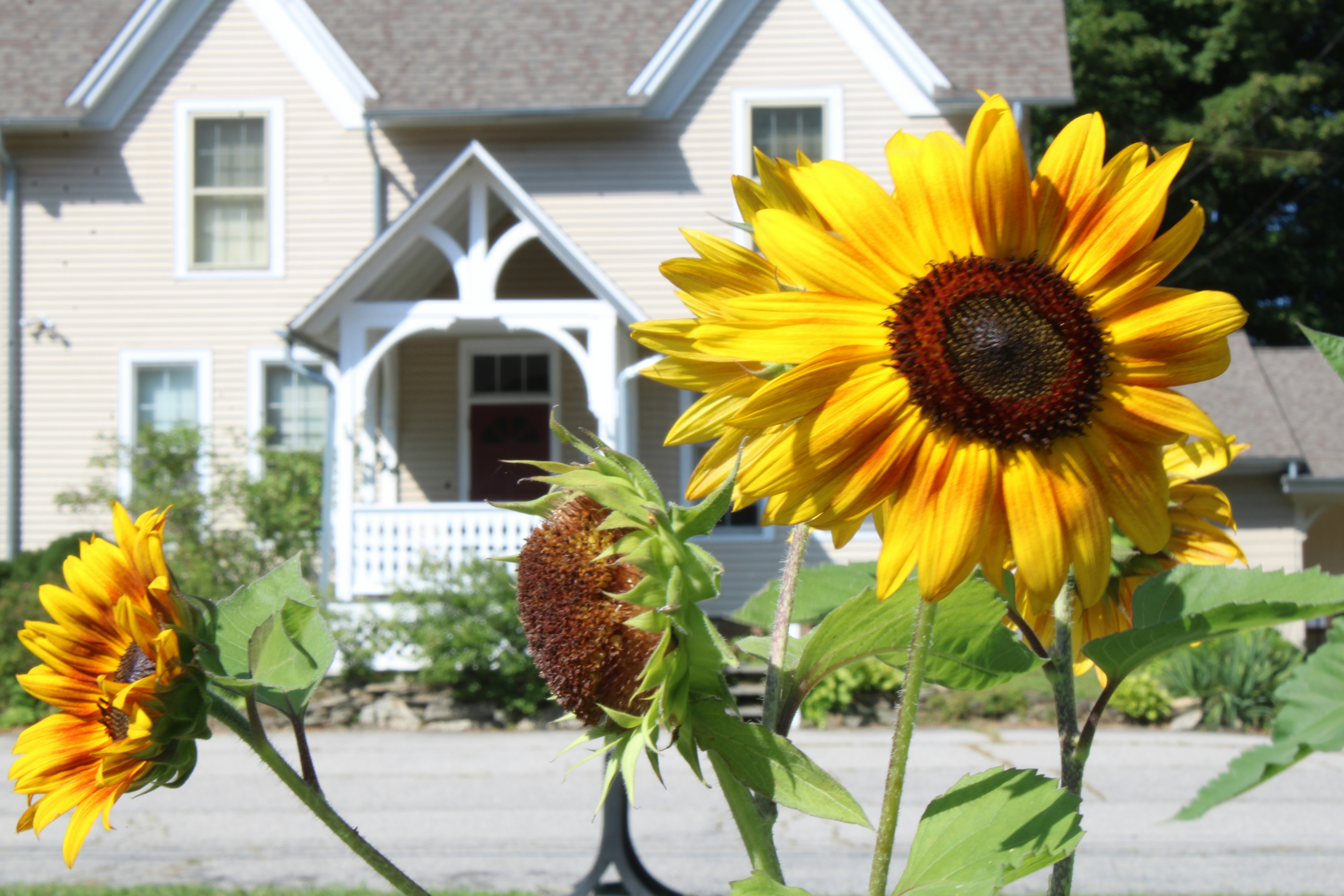 A large sunflower in front of a house photo – Free Sunflowers Image on ...