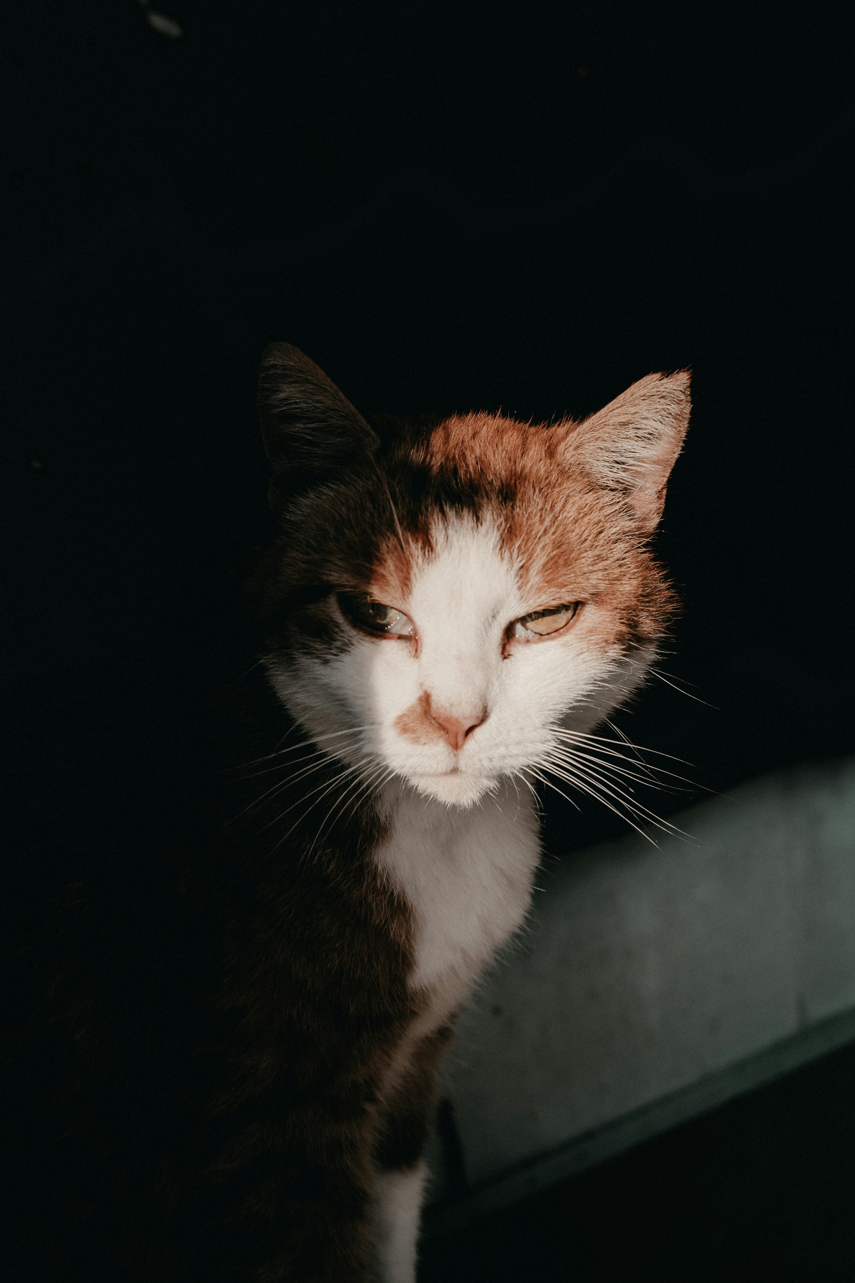 Direct Gaze in the Spotlight: A Catscape in Quiet Shadow