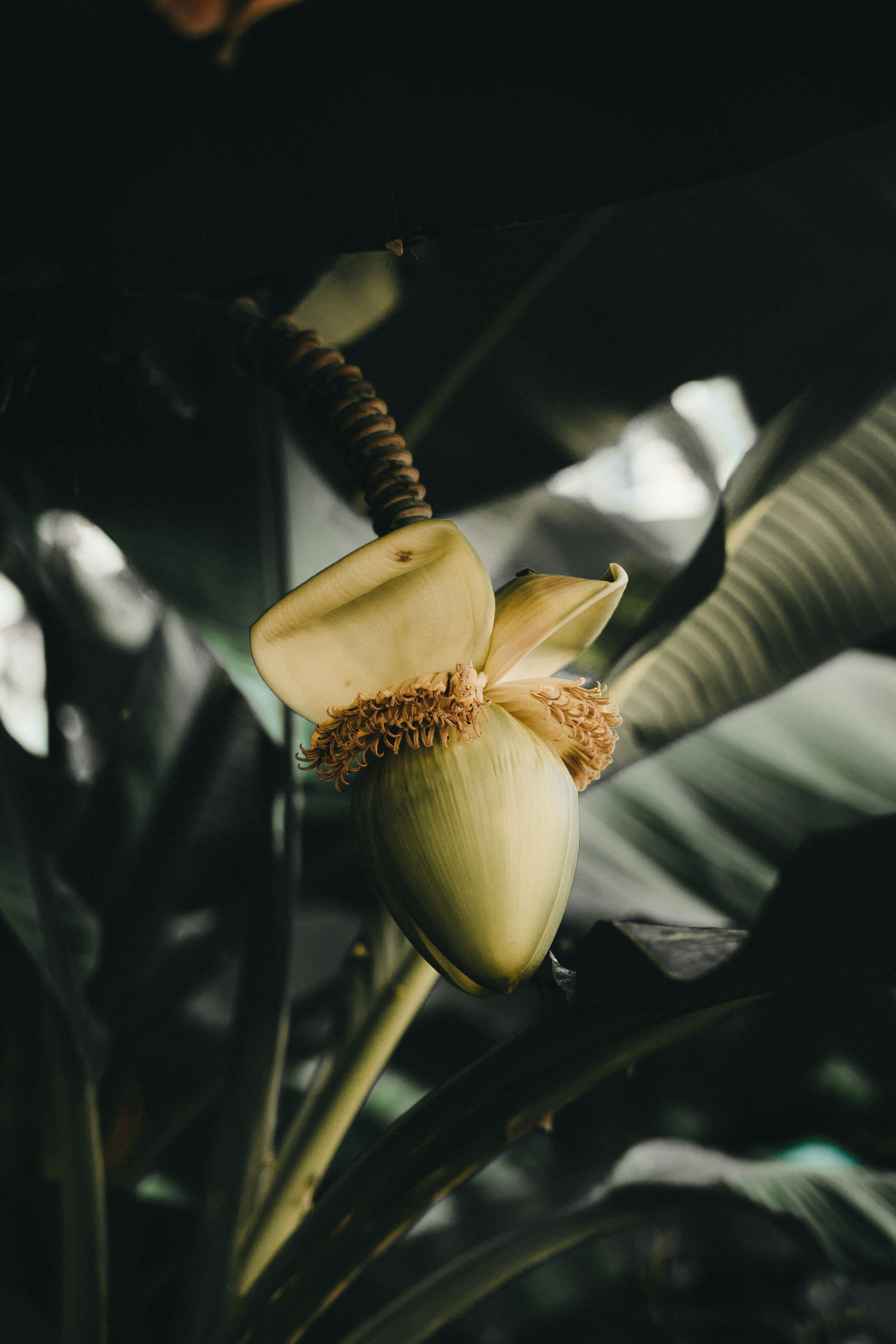 Emerald Banana Inflorescence in Velvet Shade