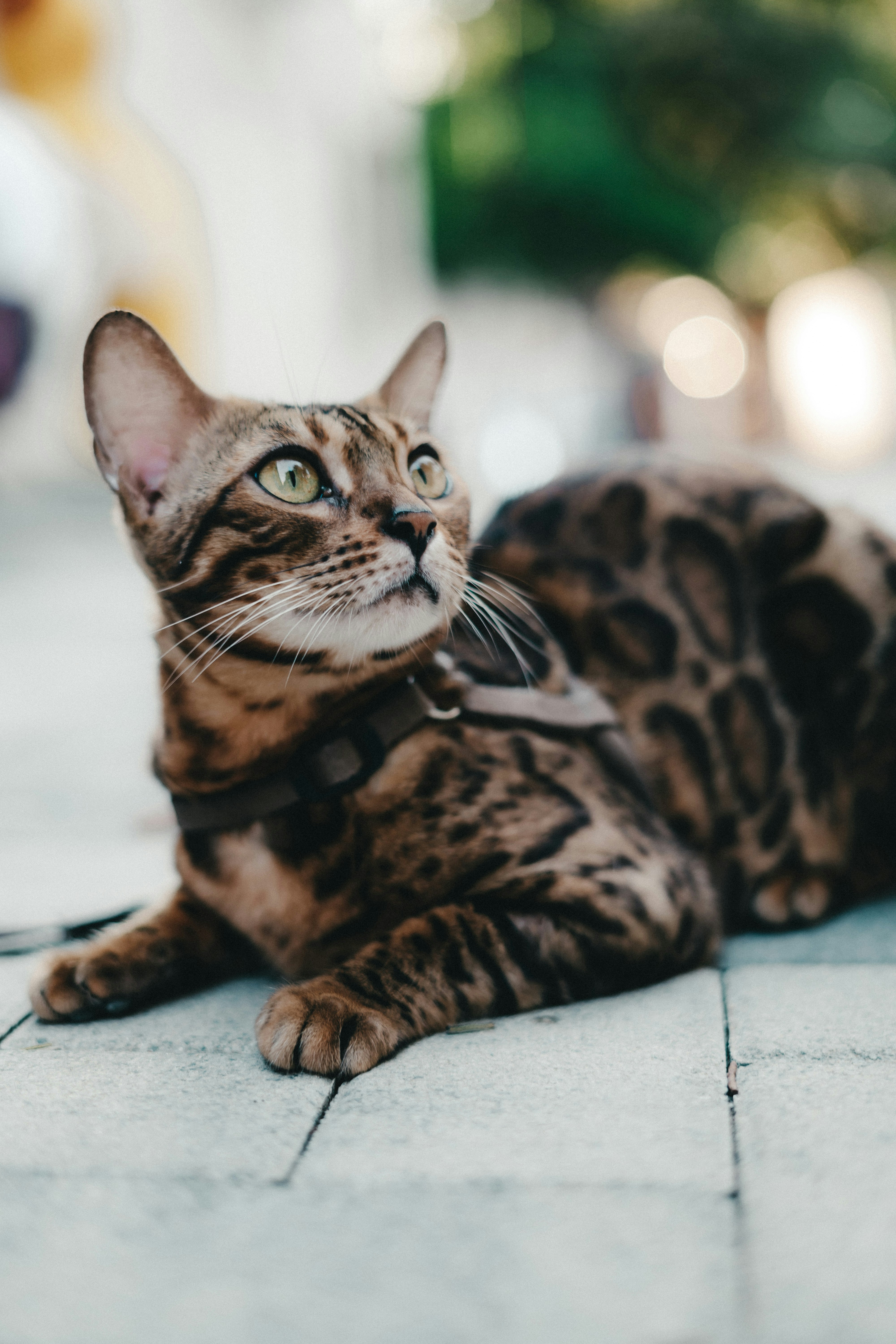 Urban Stare: A Bengal Cat Reclines on Sun-Warmed Tiles