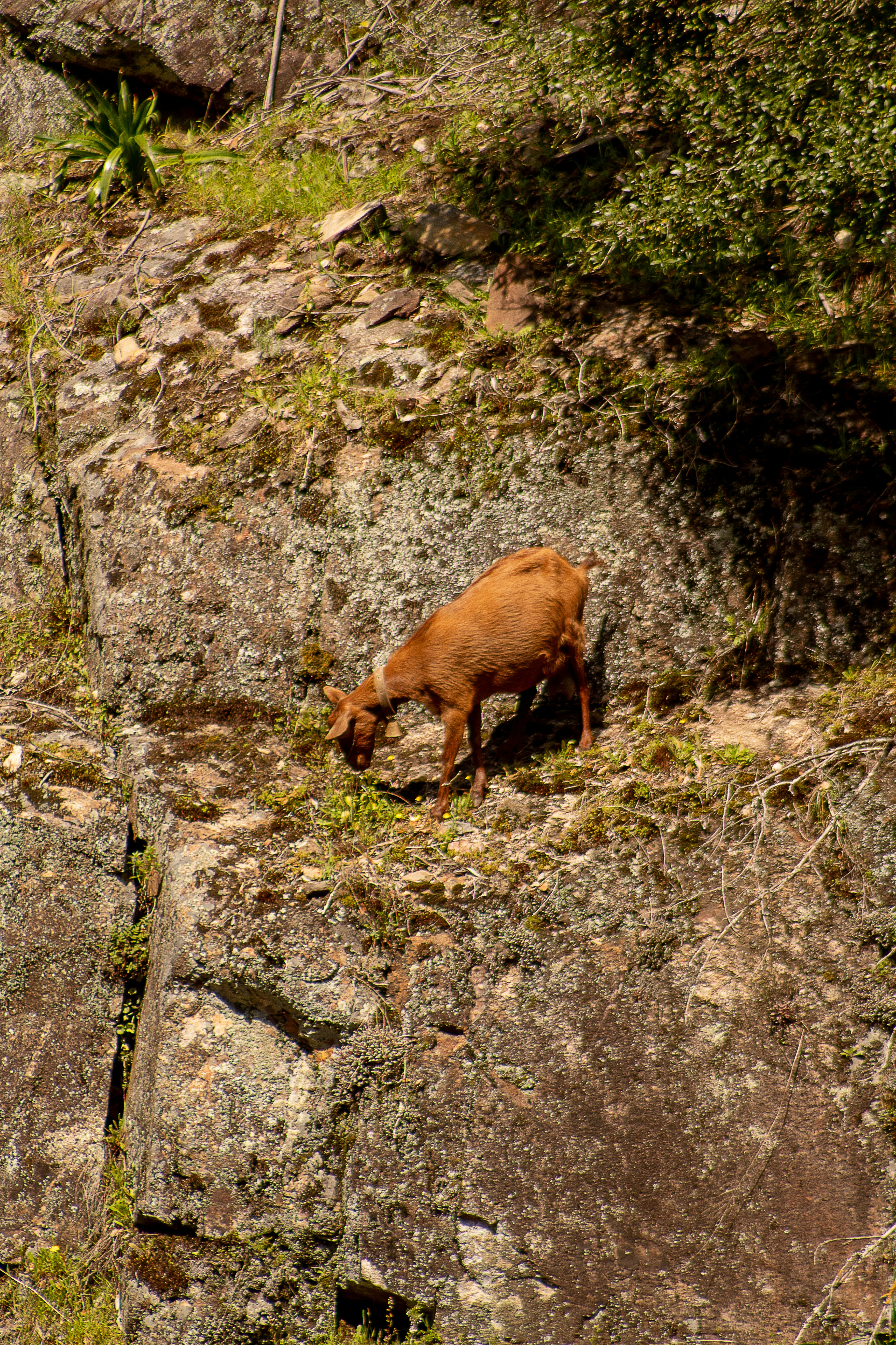 Free Animal Image on Unsplash
