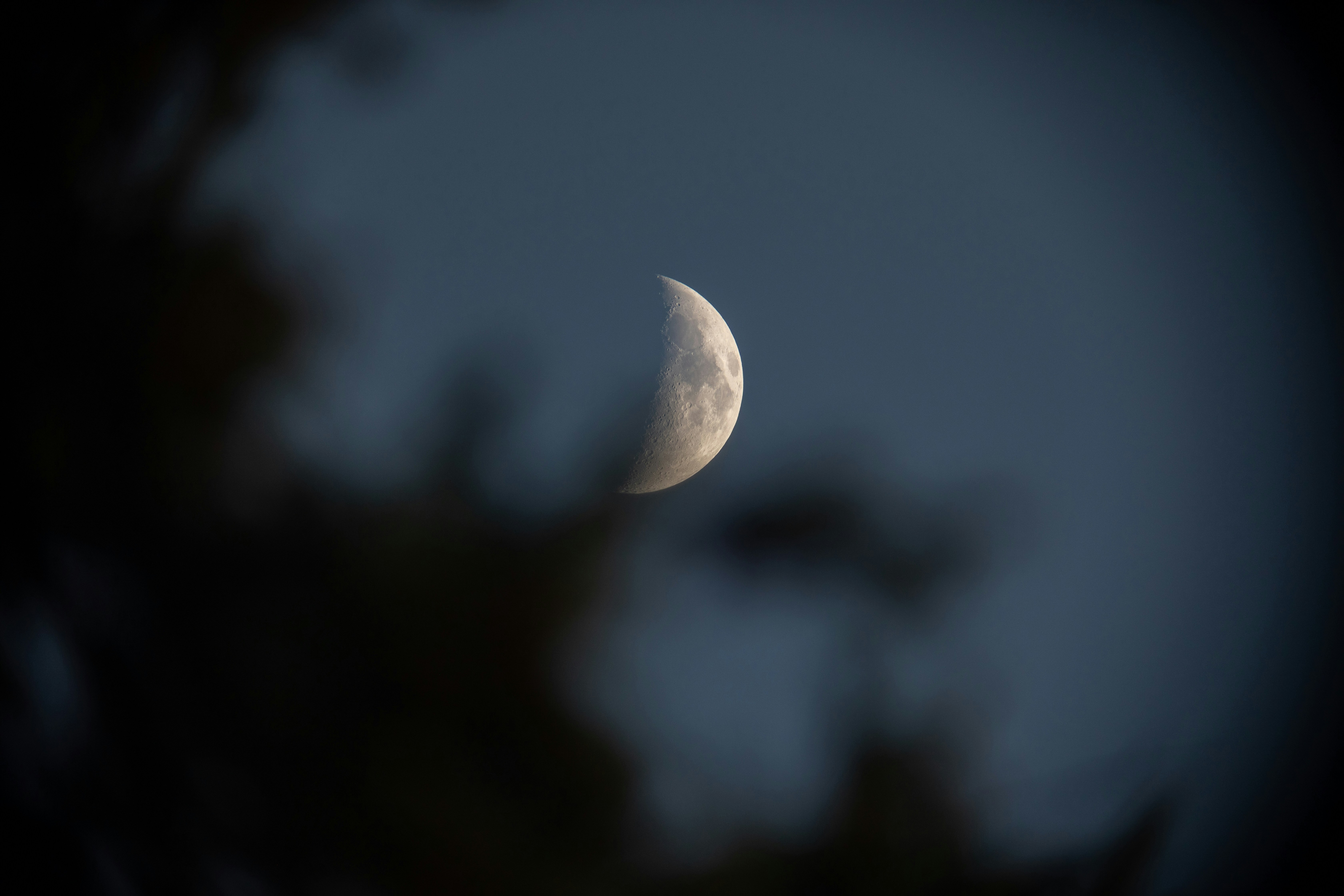 A half moon seen through the branches of a tree photo – Free Outdoors ...