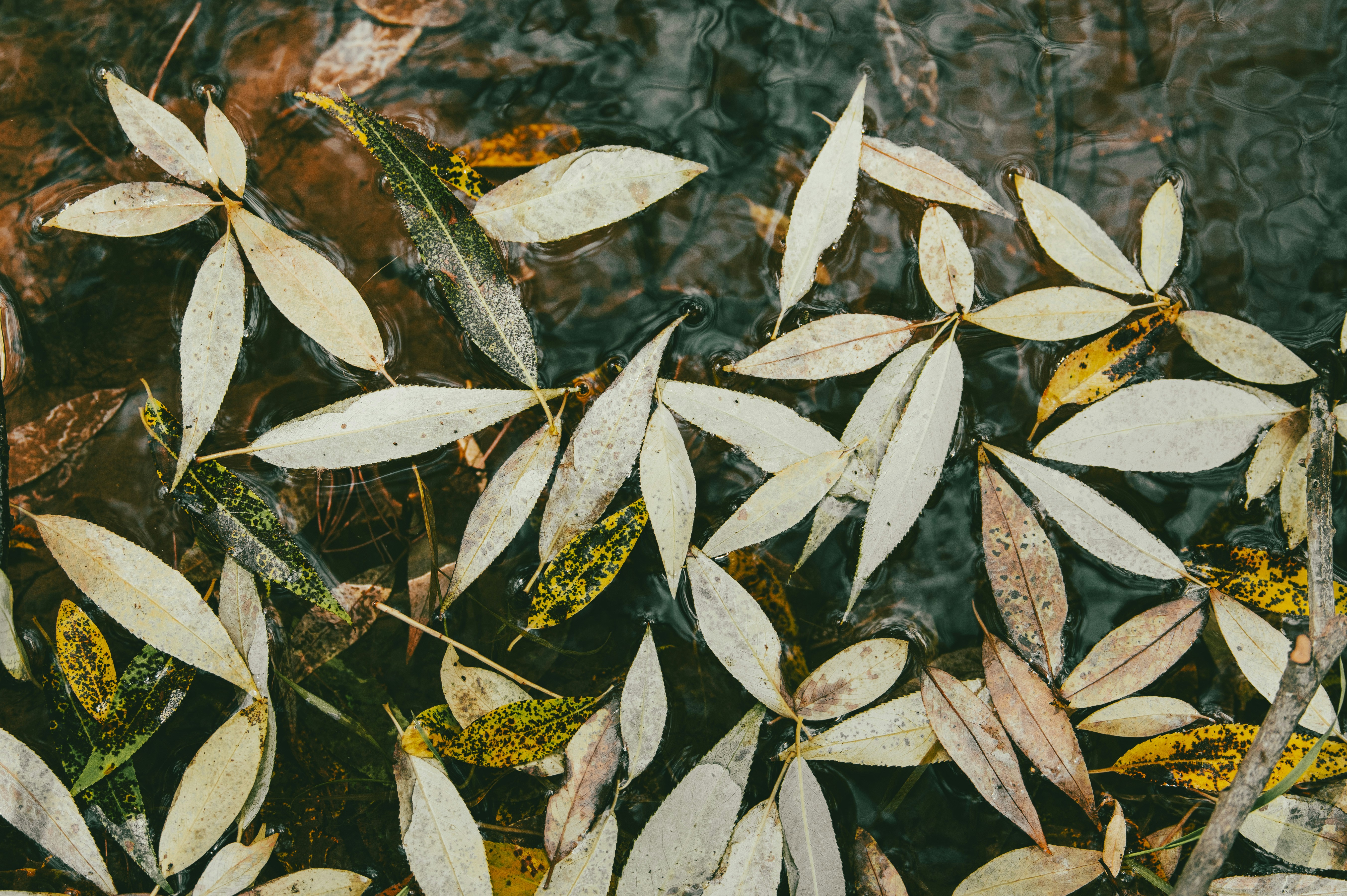 Glassy Pond Mosaic: Pale Leaves Adrift Across Quiet Water