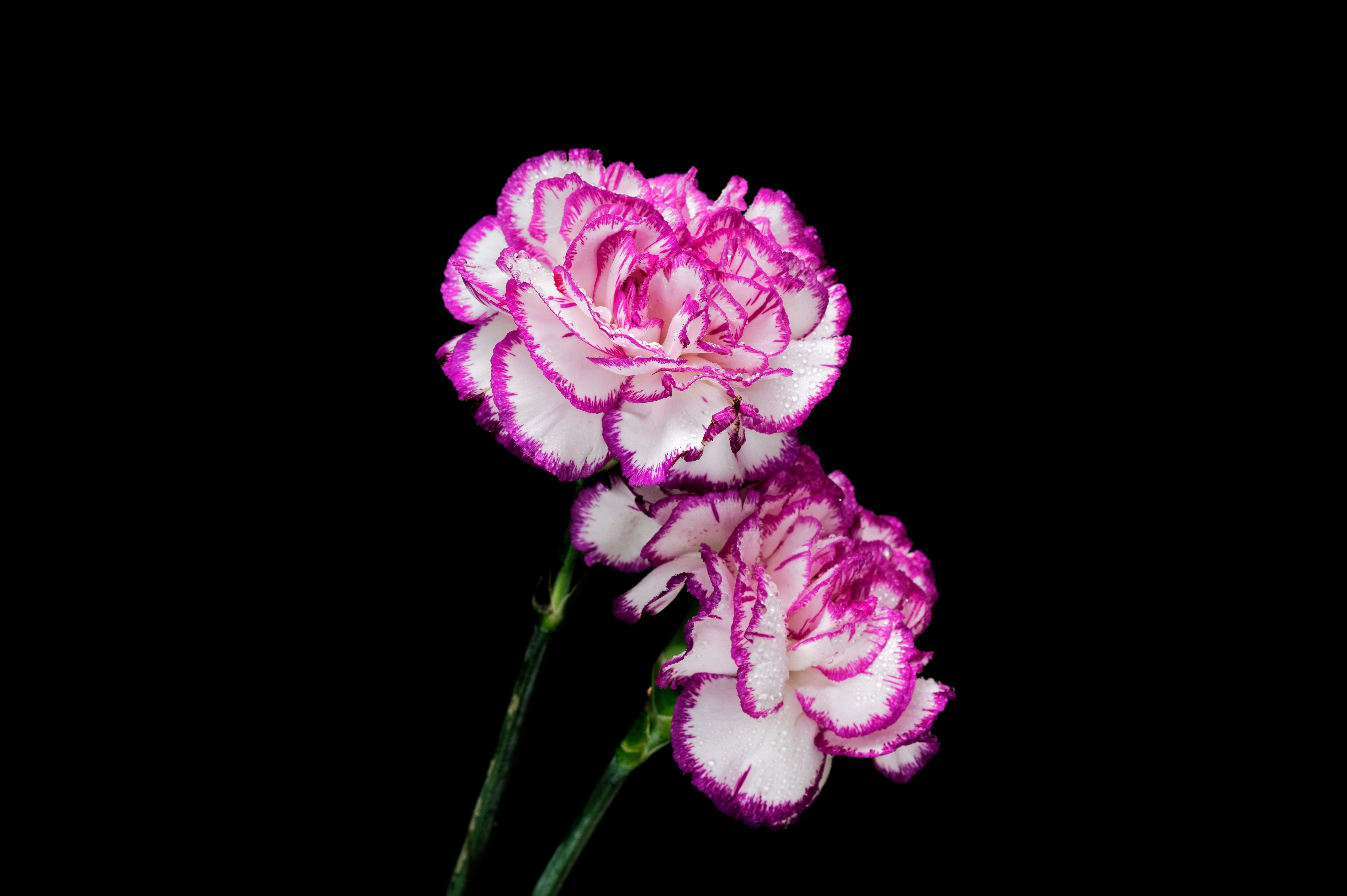 Vivid Petal SymphonyTakashi Miyazaki