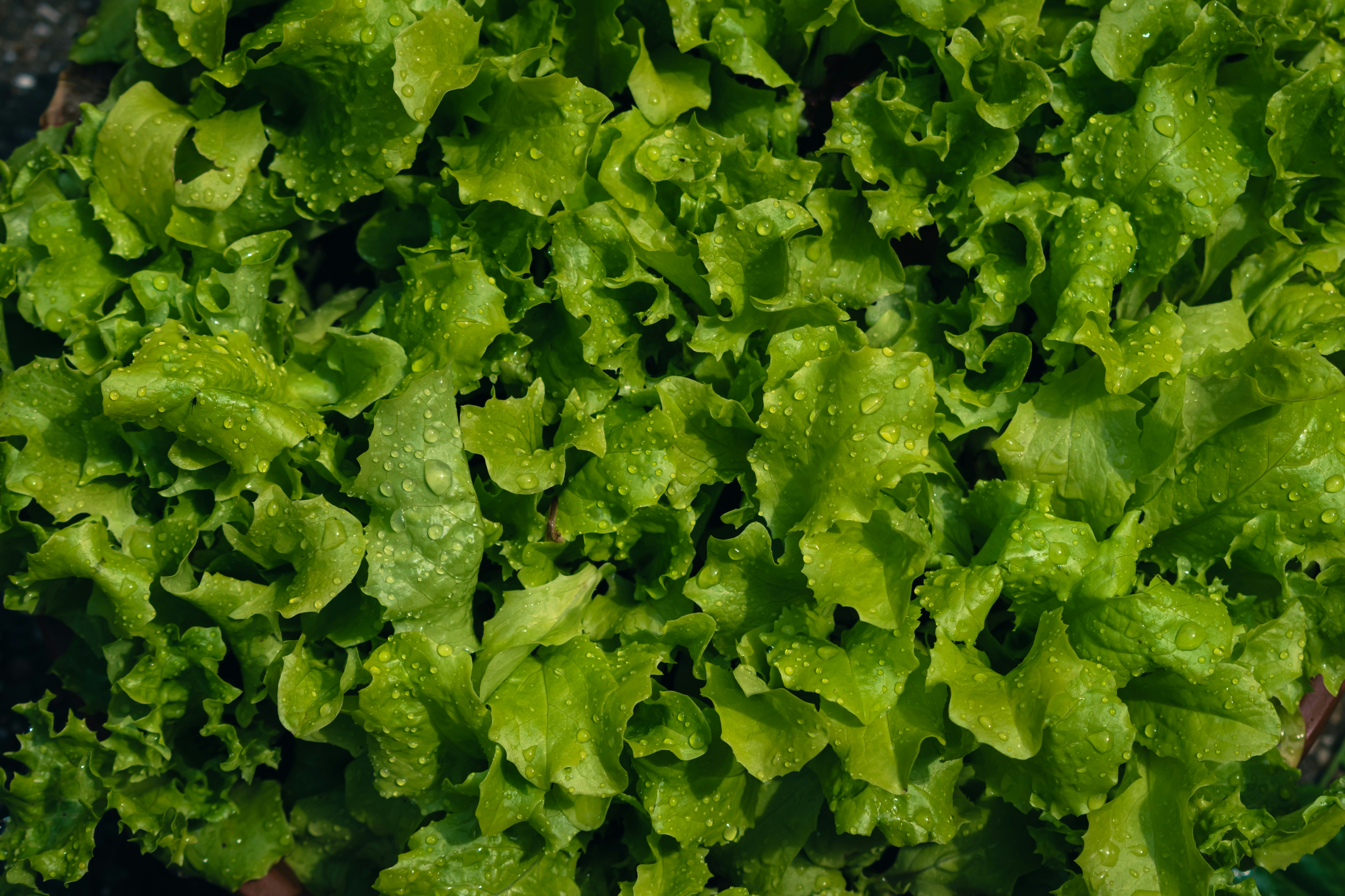 A close up of a bunch of lettuce photo – Free Food Image on Unsplash