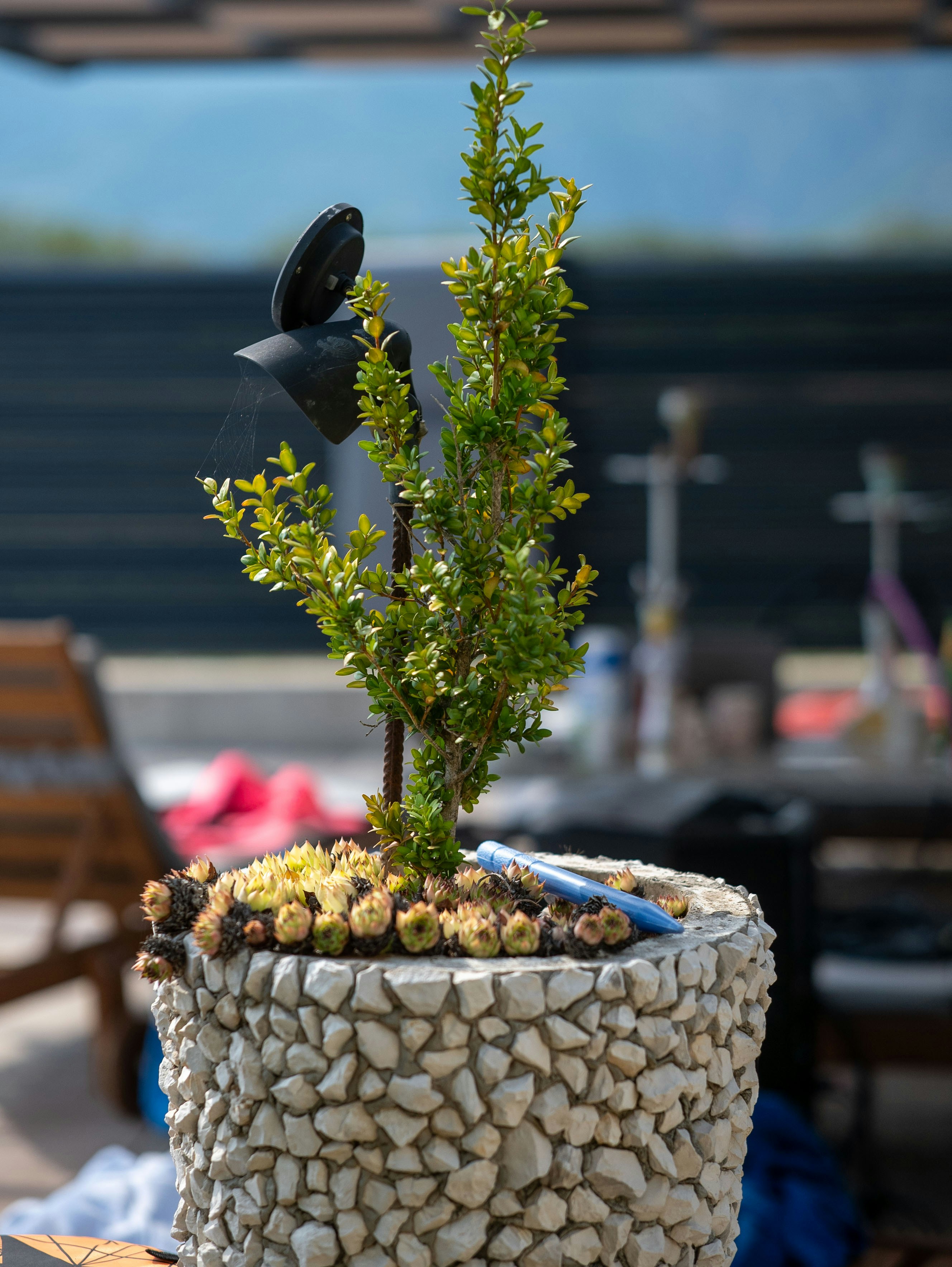 Stone-Pot Sentinel: A Tiny Balcony Foliage Reaches Toward the Sun
