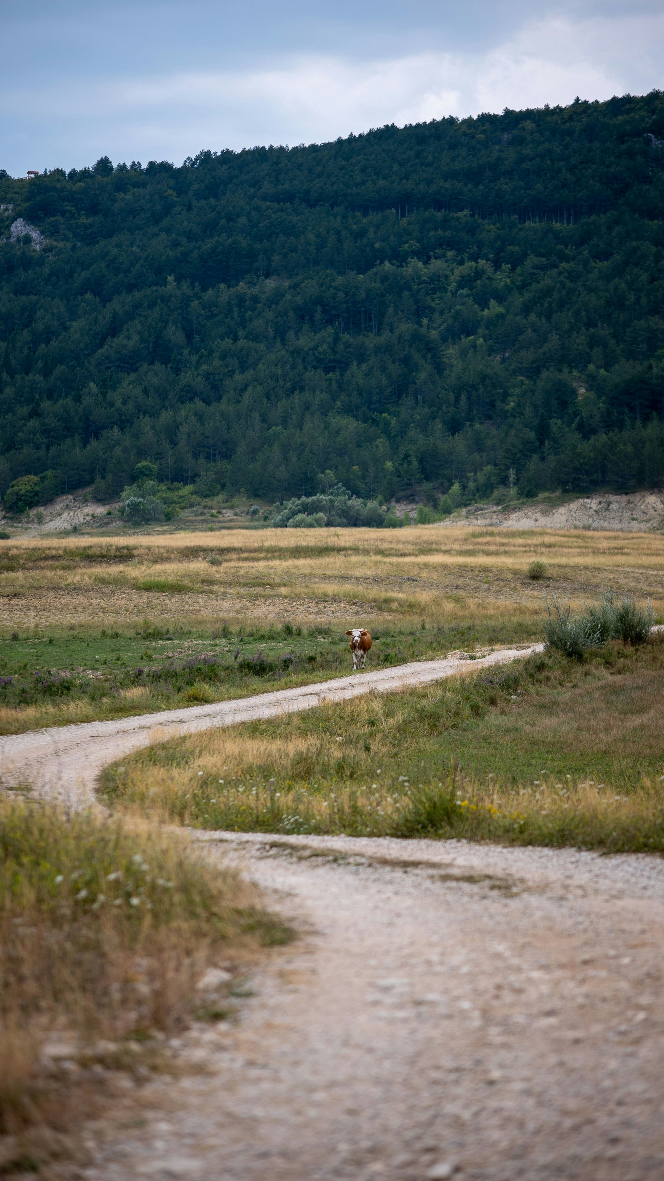 Winding Gravel Path to a Solitary Cow beneath a Pine-Forest Hillside