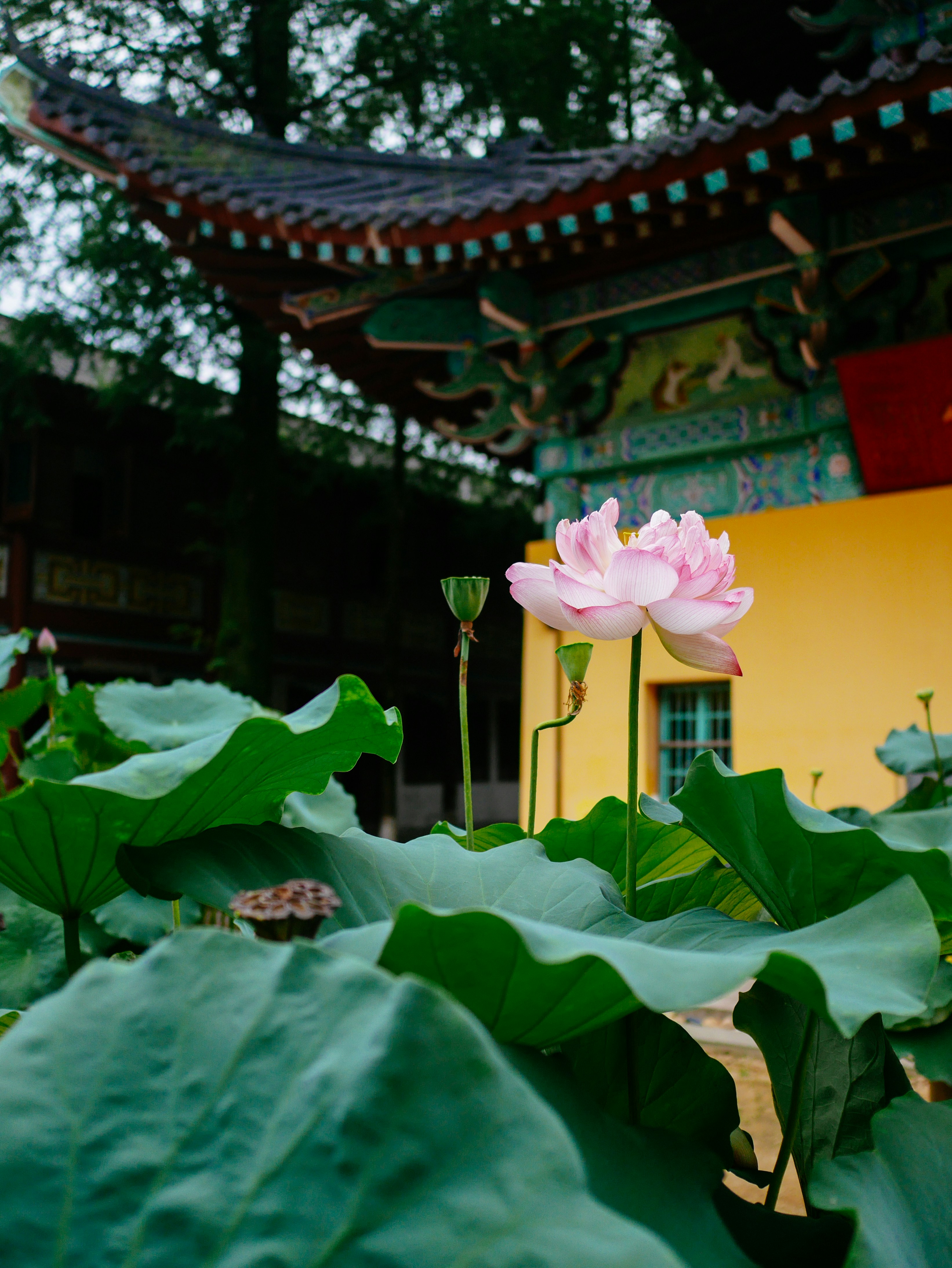 Photograph of a pink lotus bloom with broad green leaves in the foreground, set before a yellow wall and ornate temple roof.