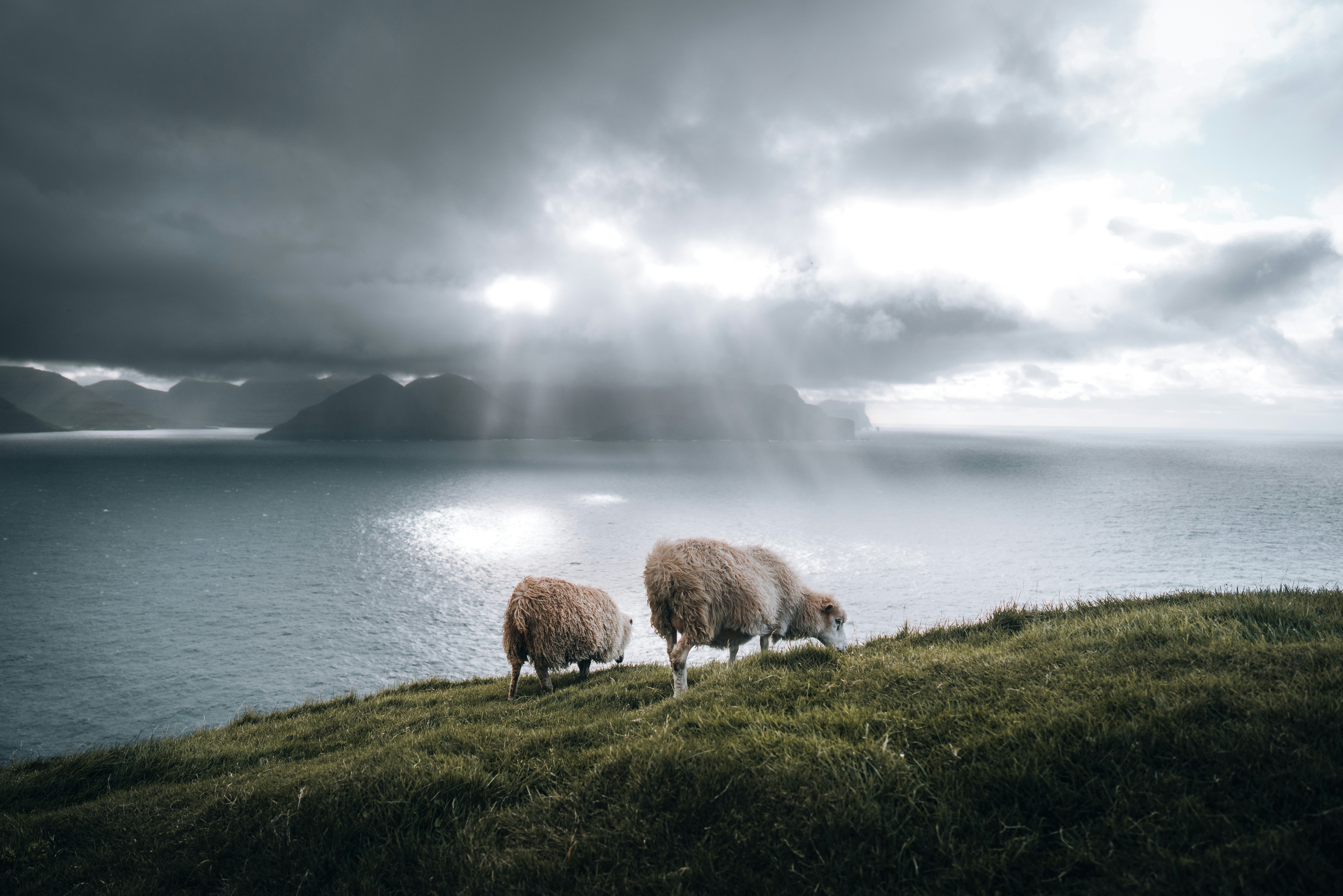 Sunlit Flock on a Cliff: Stormlight Over the Fjord