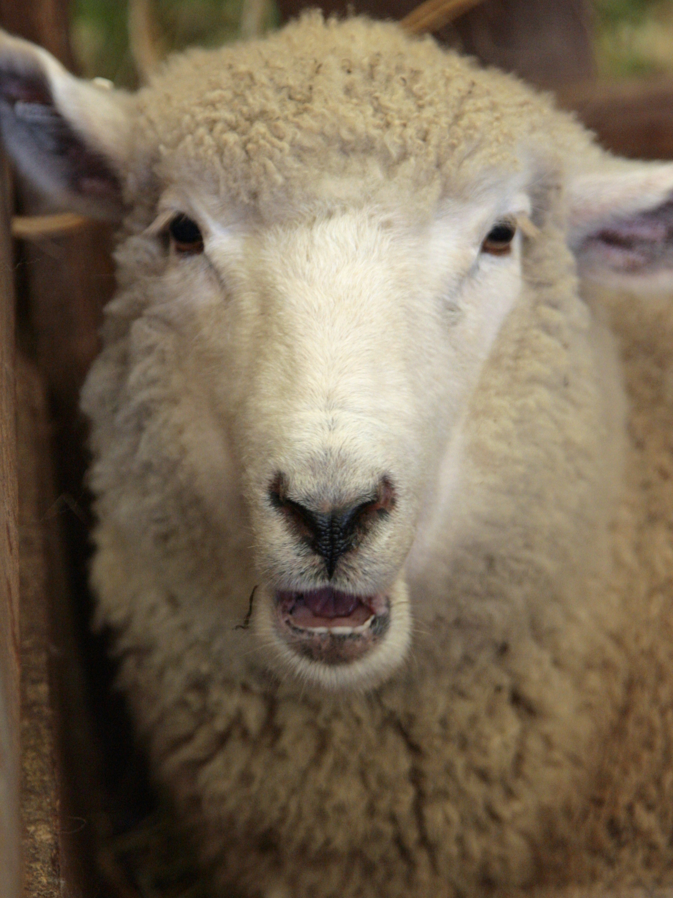 A close up of a sheep looking at the camera photo – Free Vt Image on ...