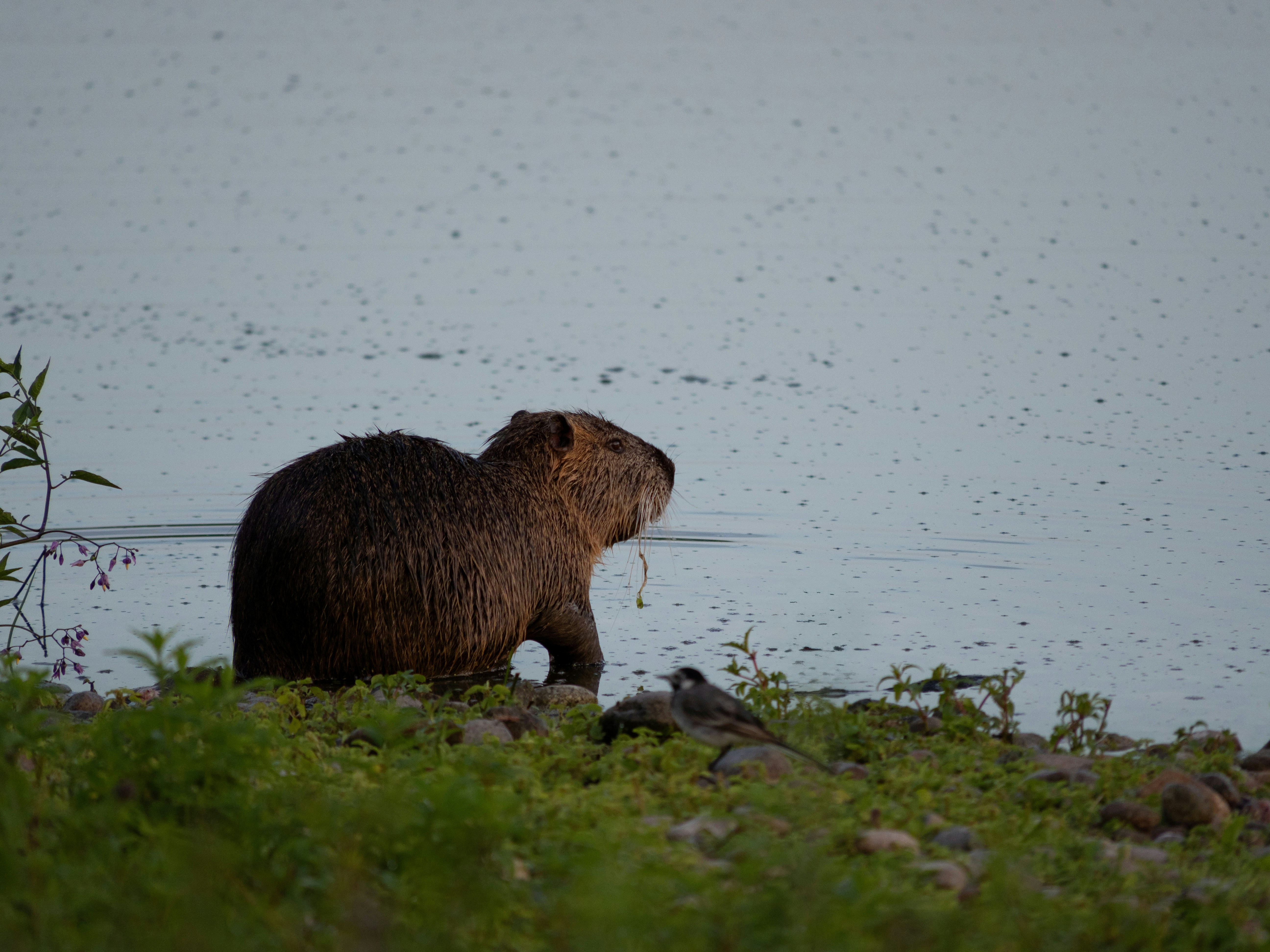 A capybara standing in the grass near a body of water photo – Free ...