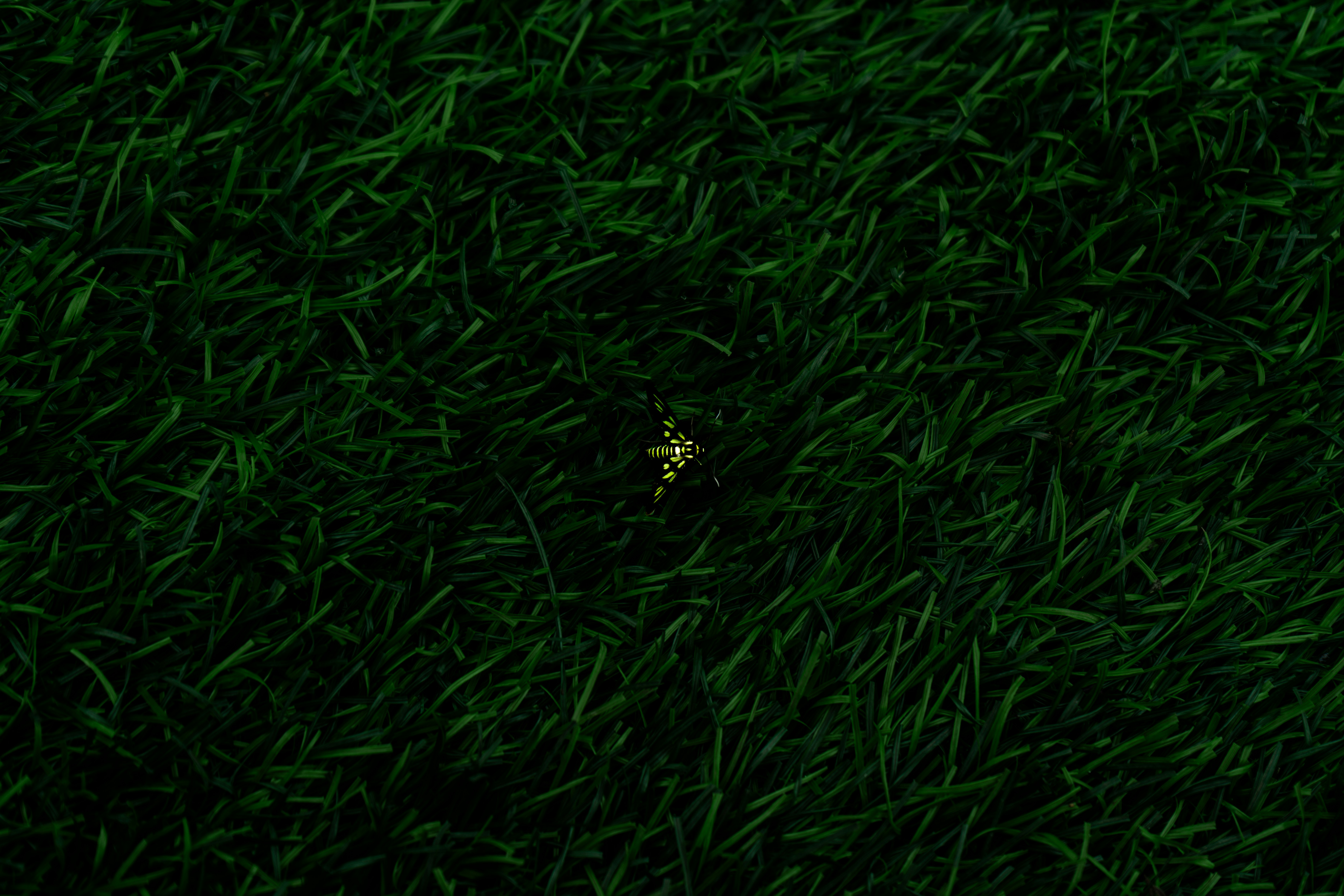 A small green object in the middle of a field of grass photo – Free ...