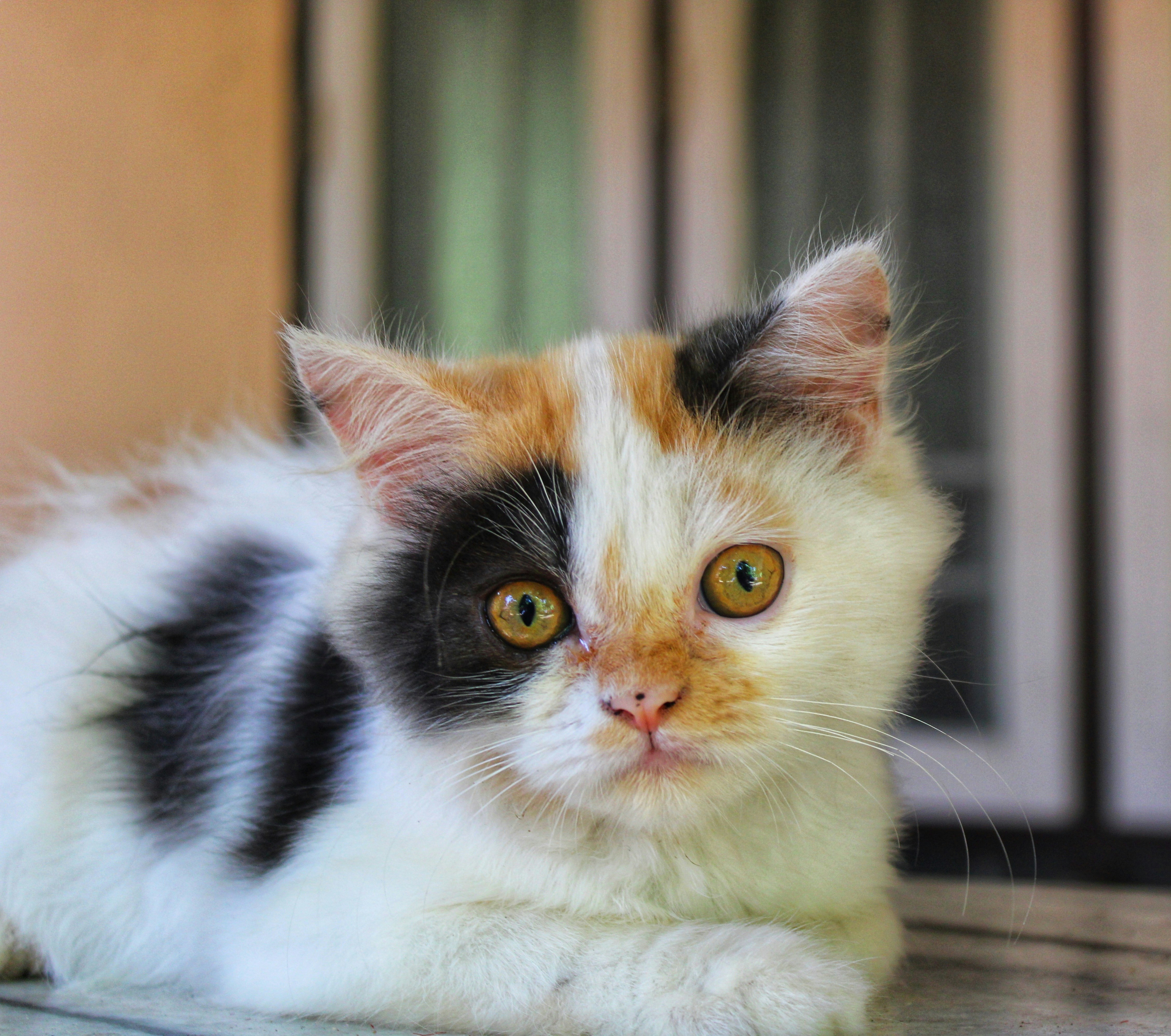 Amber-Eyed Calico on a Quiet Porch