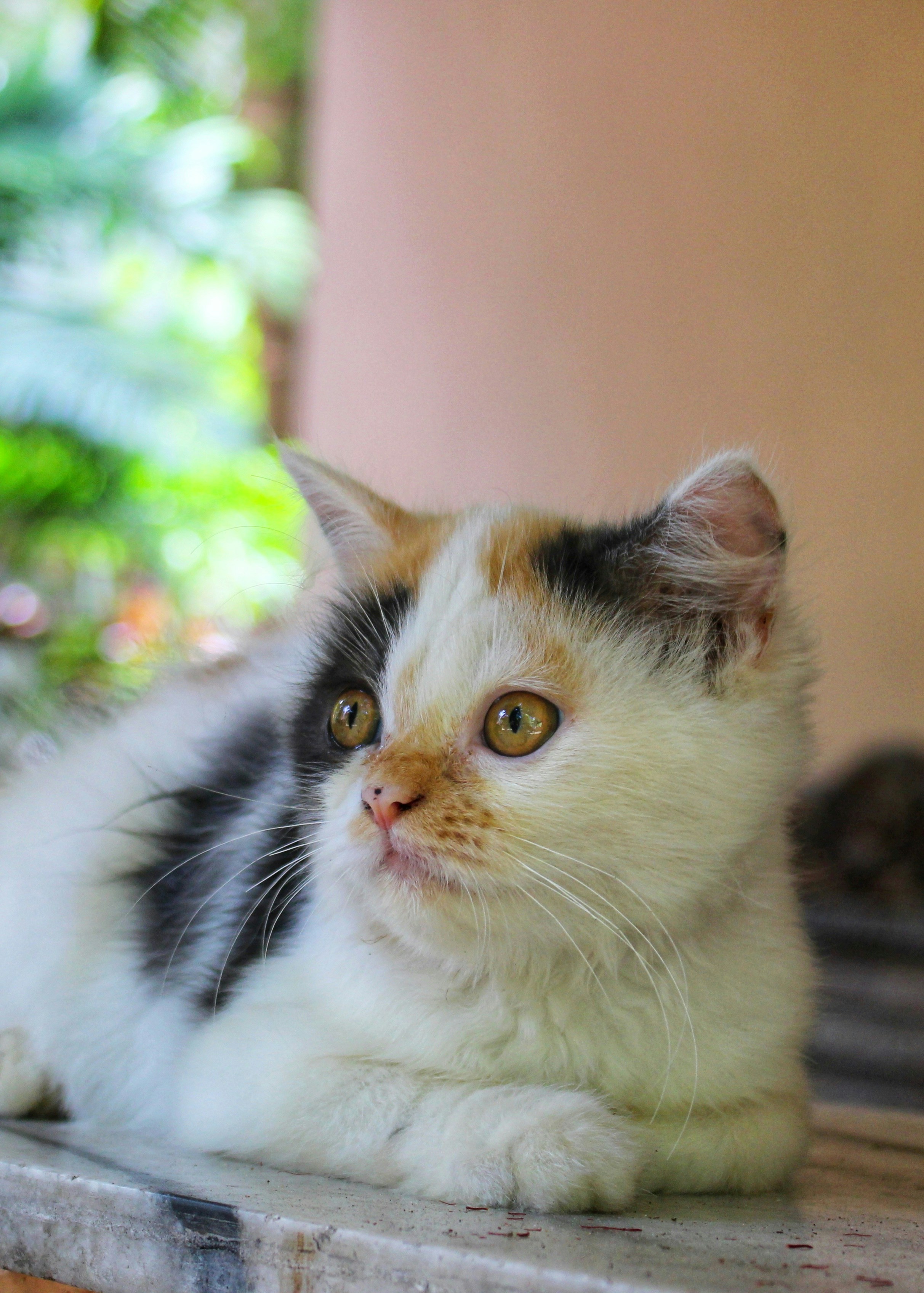 Amber-eyed Calico on a Quiet Garden Ledge