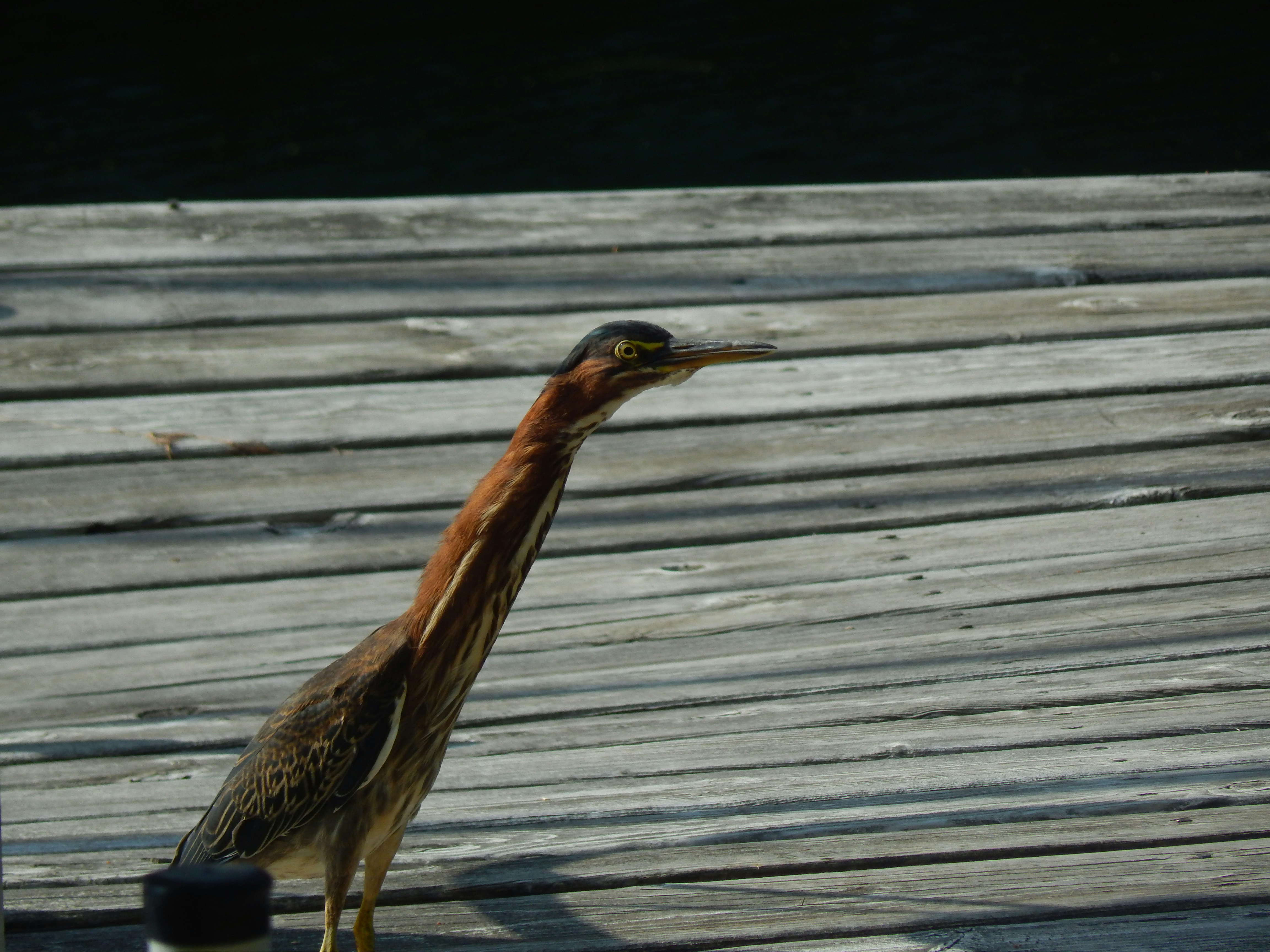 Rusty-streaked Heron on Weathered Planks