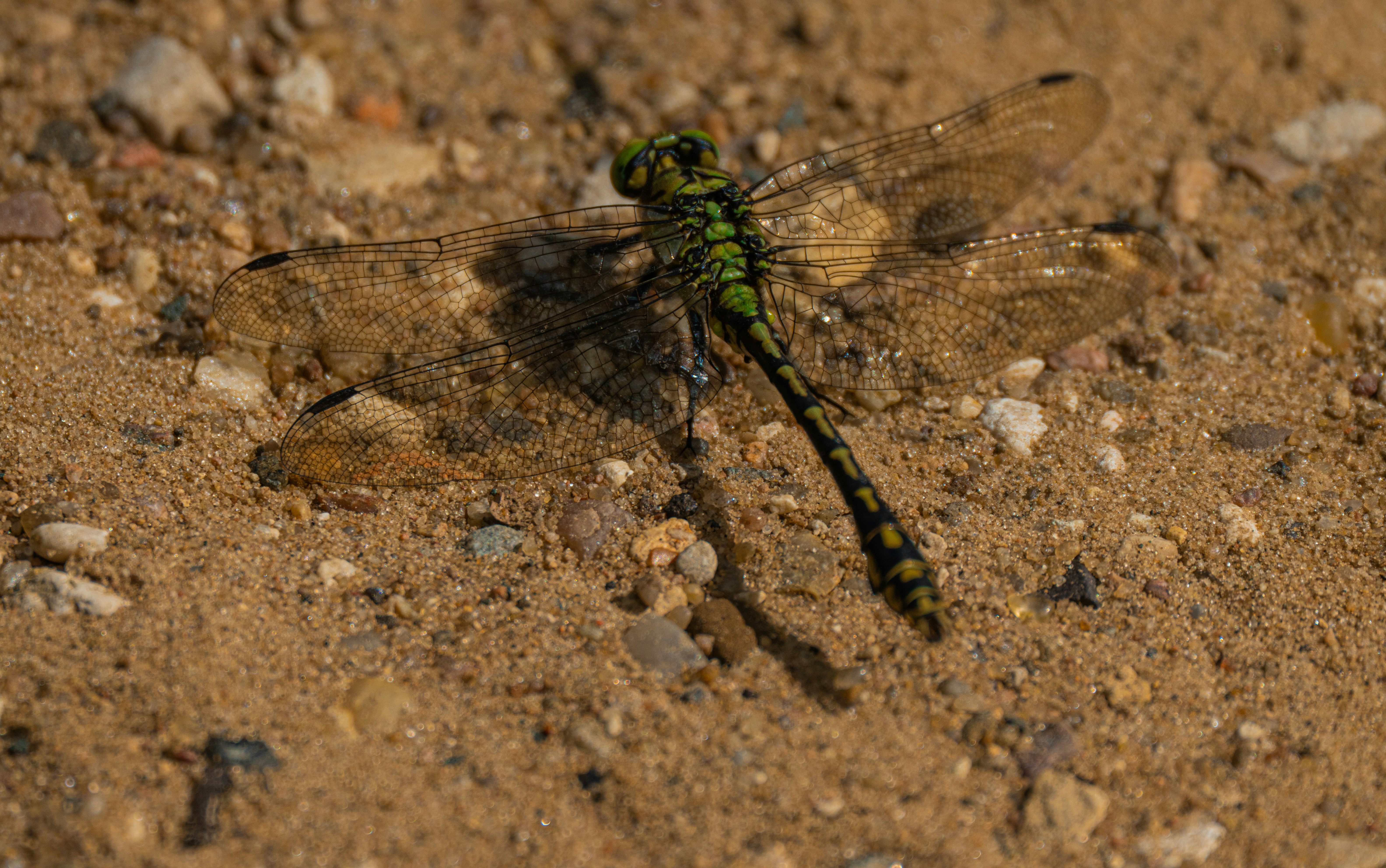 Emerald Kimberlite: a green dragonfly rests on sunlit gravel