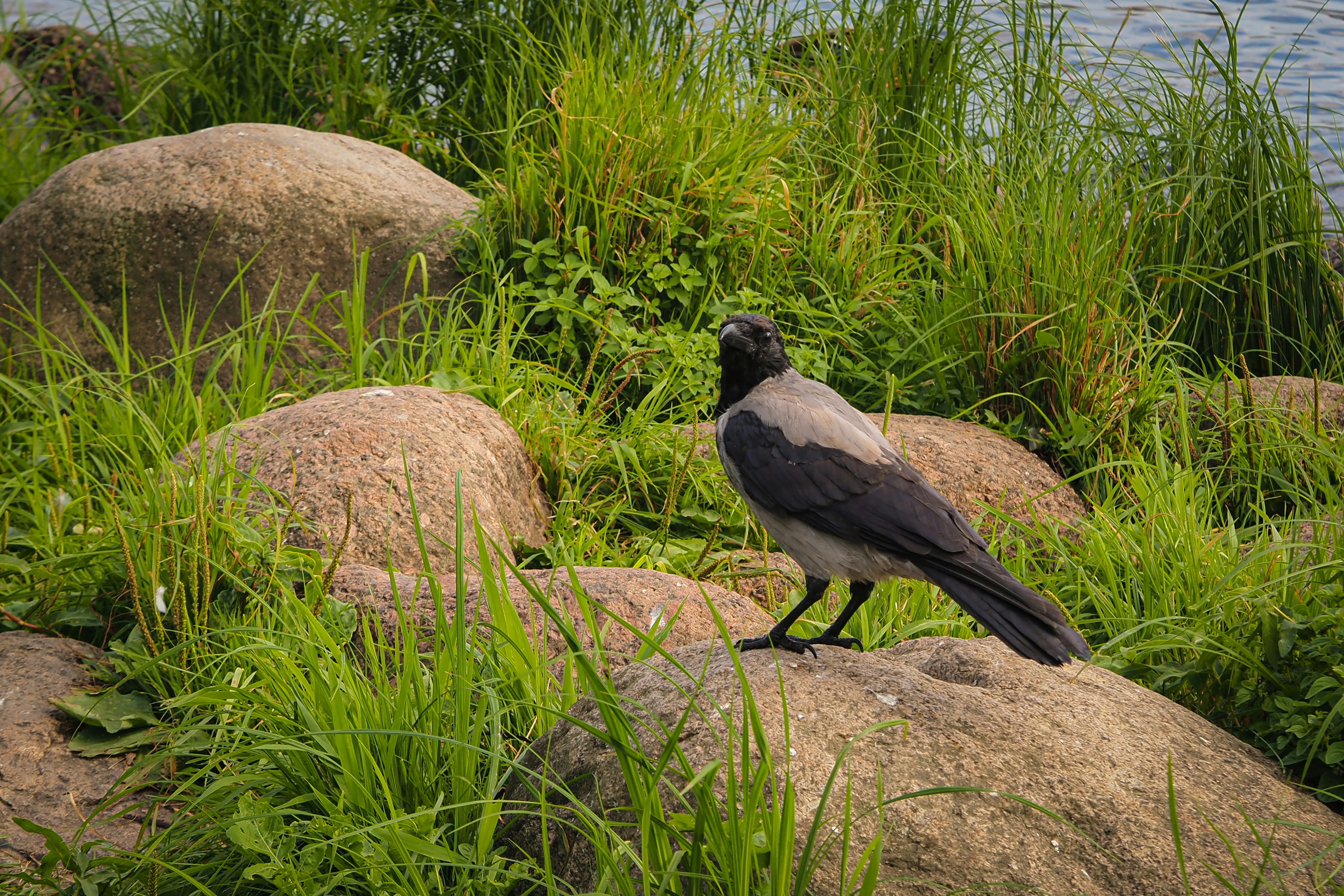 Hooded crow perched on a large rock surrounded by lush green grass near a calm river.