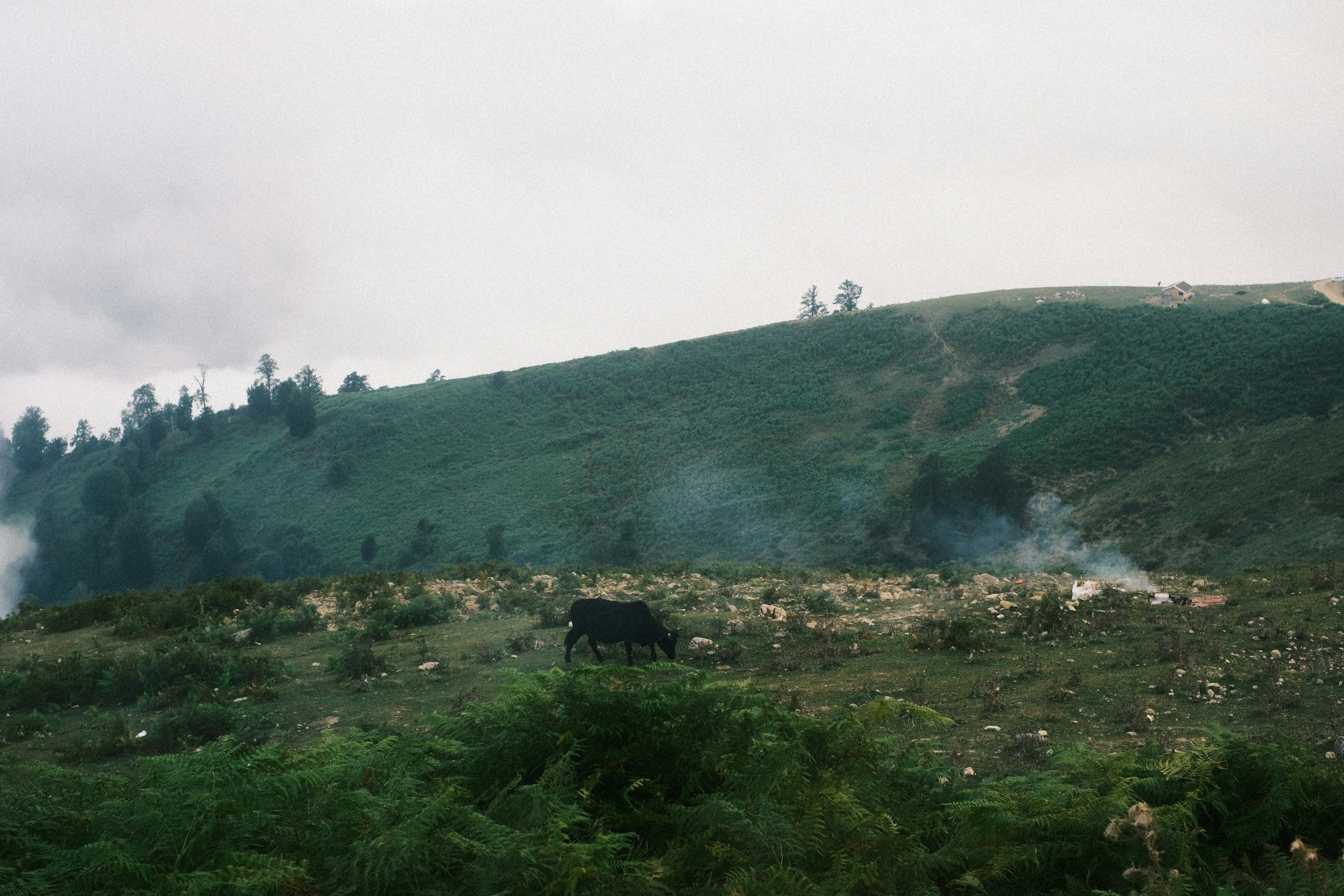 Cattle on a Quiet Slope Under Smoke and Sky