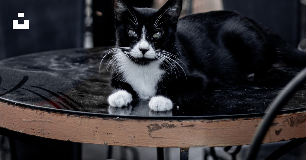テーブルの上に座っている黒と白の猫の写真 Unsplashの無料Черная кошка写真