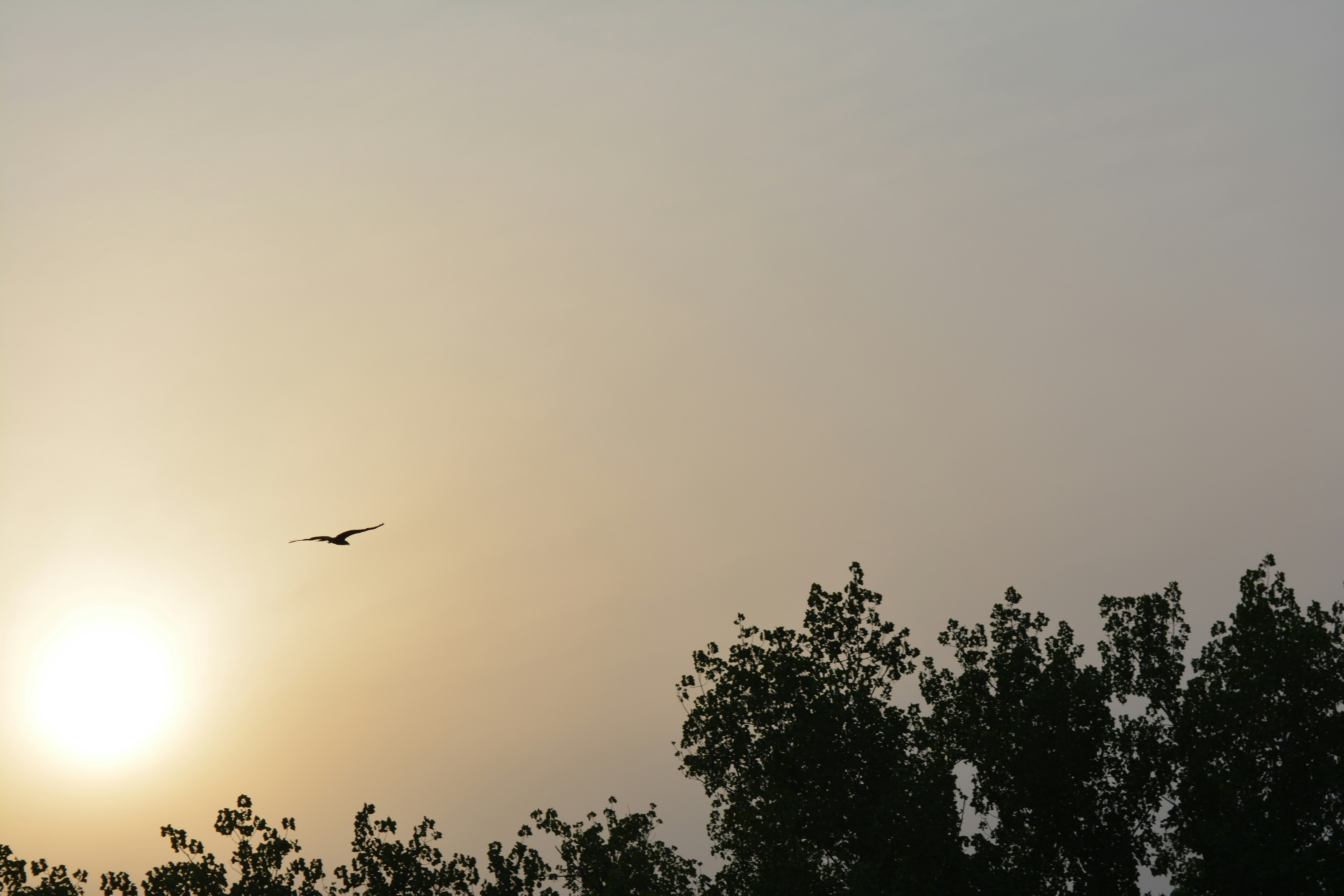 Aerial Elegance: Bird Soaring Against a Golden Horizon