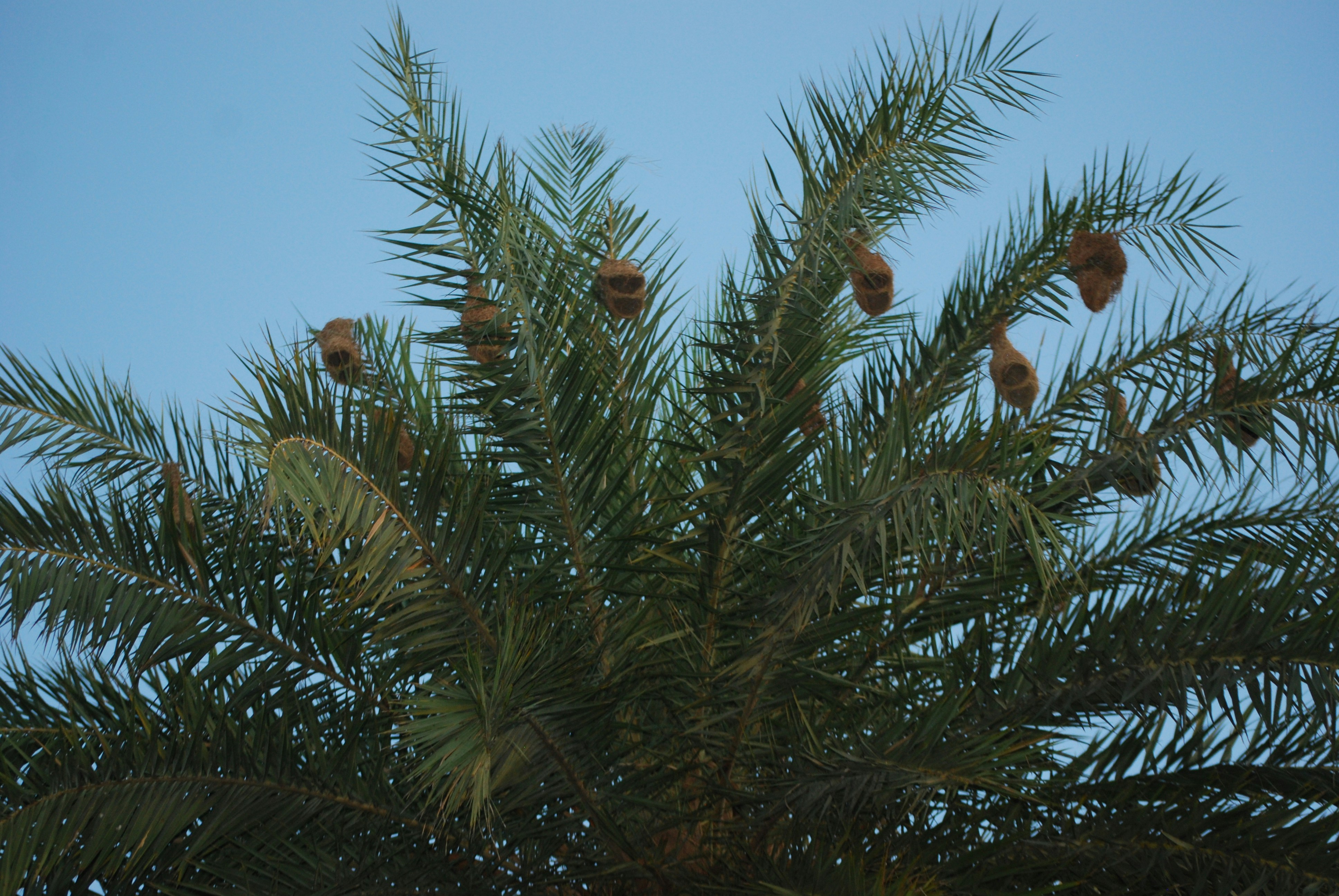 Photo by AJOY DAS with Nikon D40X