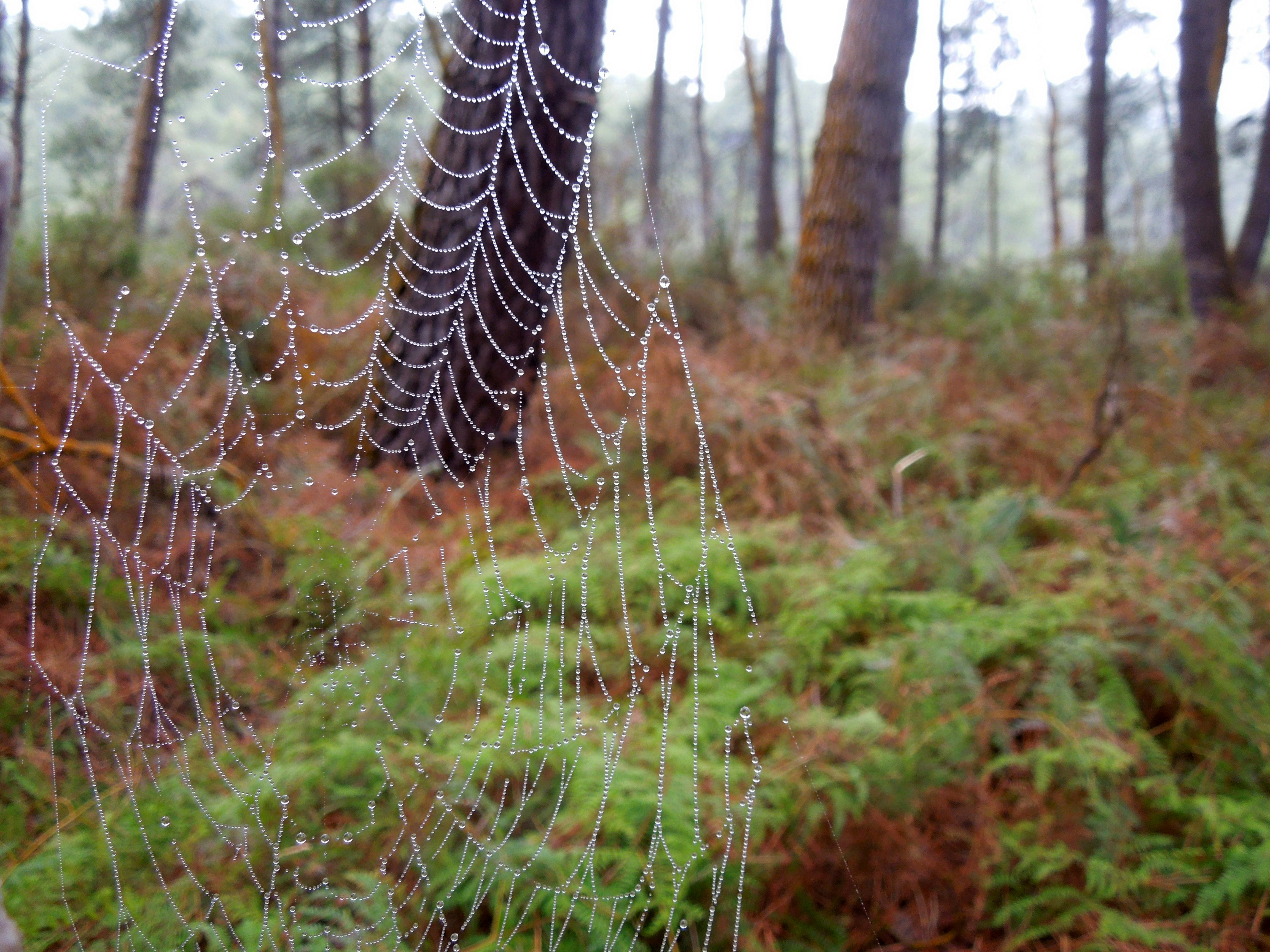 Intricate spider web adorned with glistening droplets, set against a backdrop of lush ferns and towering trees in a misty forest.
