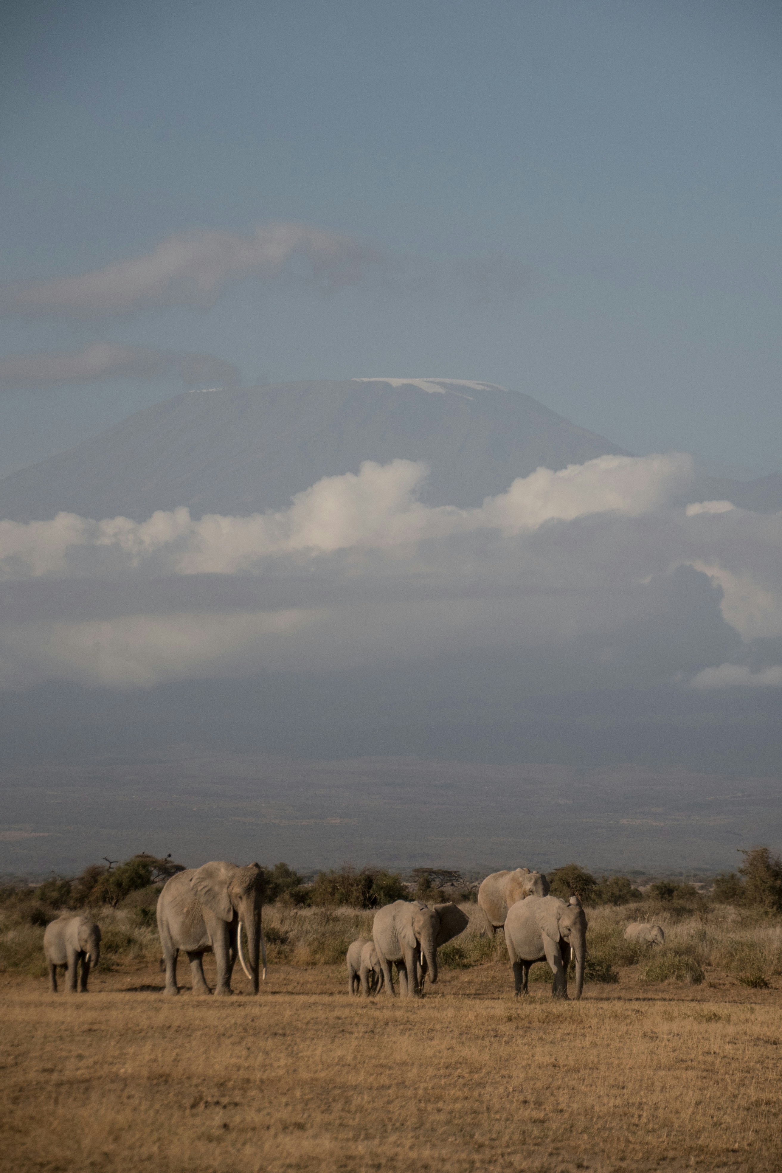 Elephant Family on the Savanna Under a Cloud-Washed Kilimanjaro