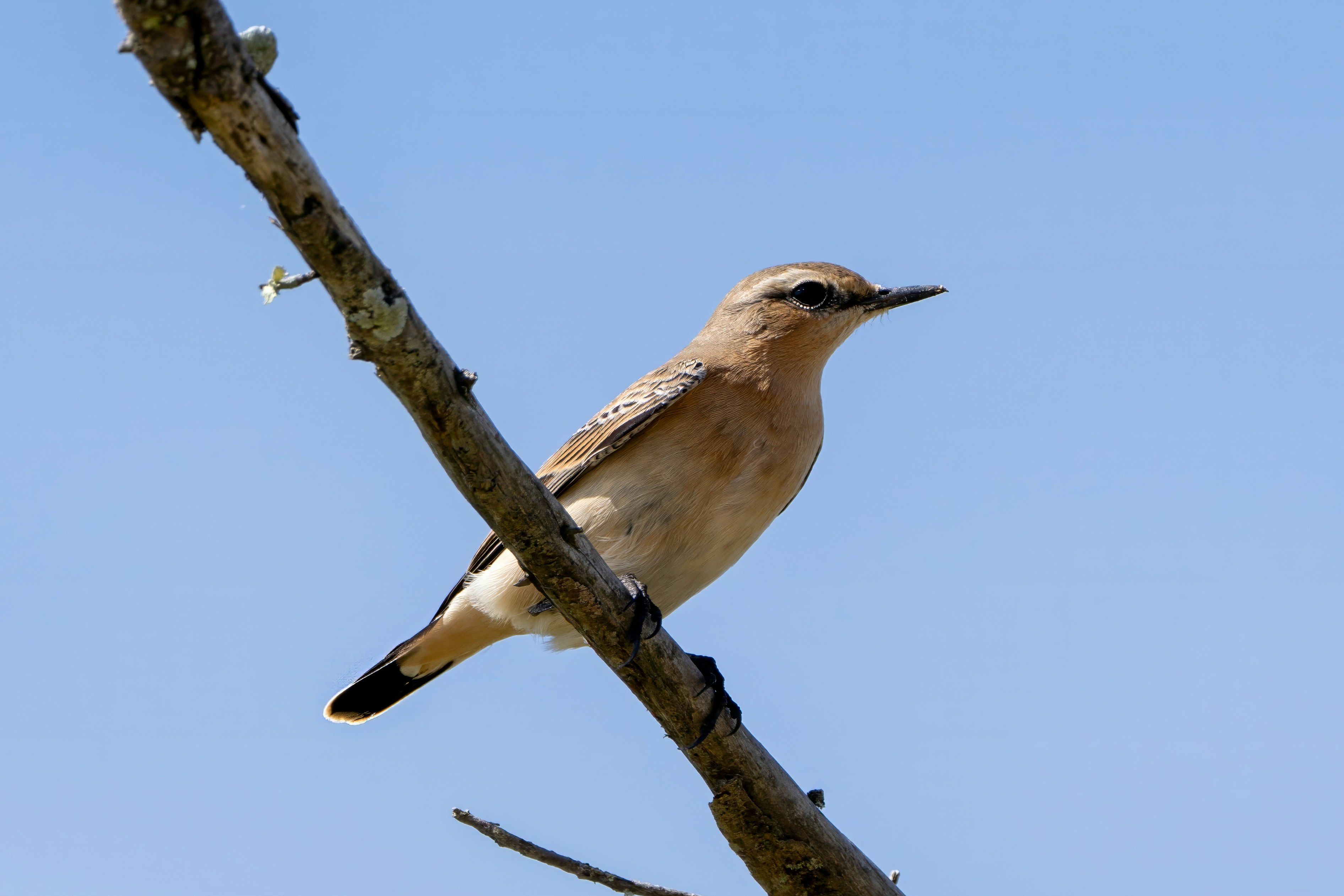 Bird perched on a slender branch against a clear blue sky.