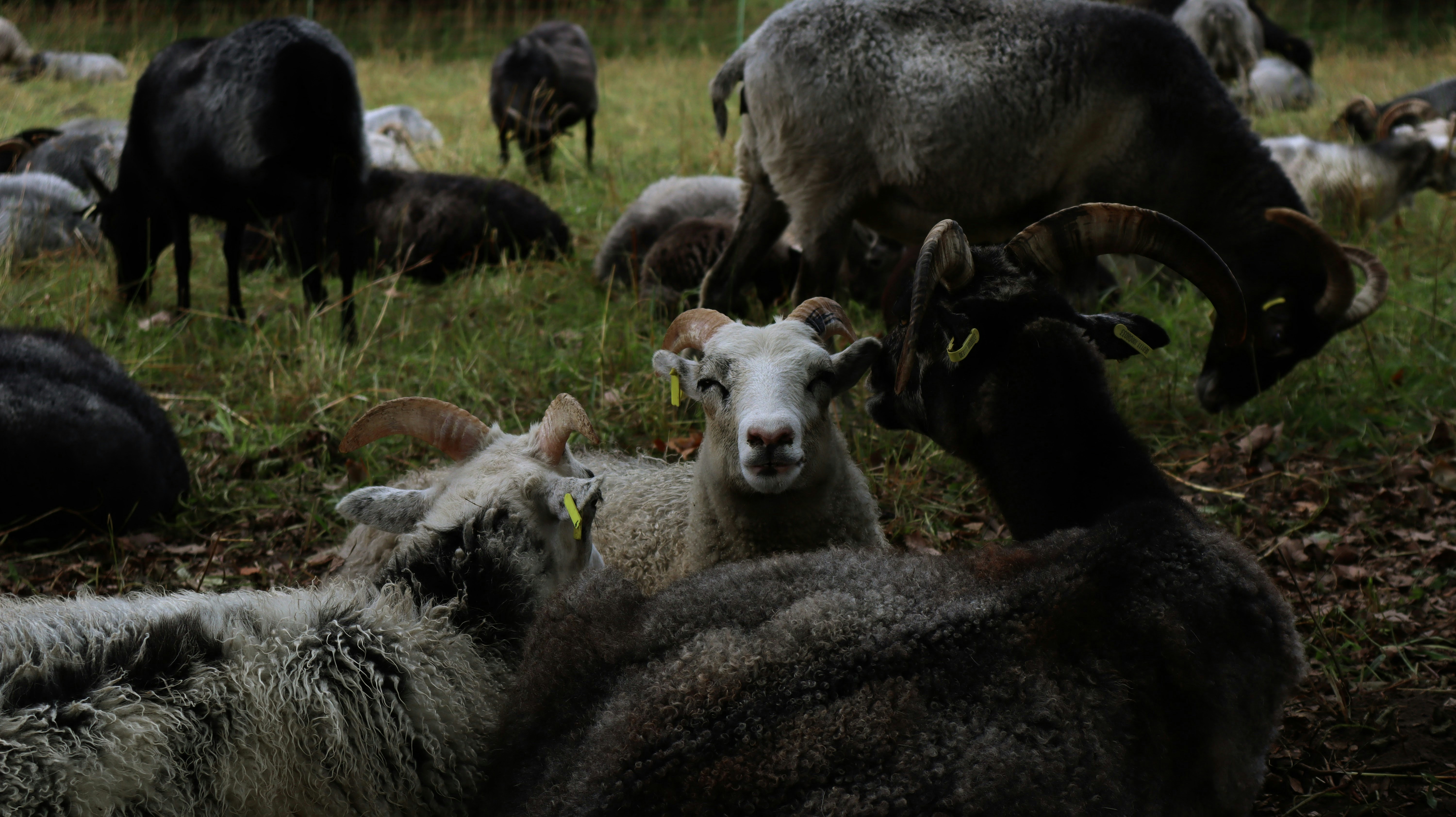 Centerstage White-Faced Ewe Amid a Quiet Flock