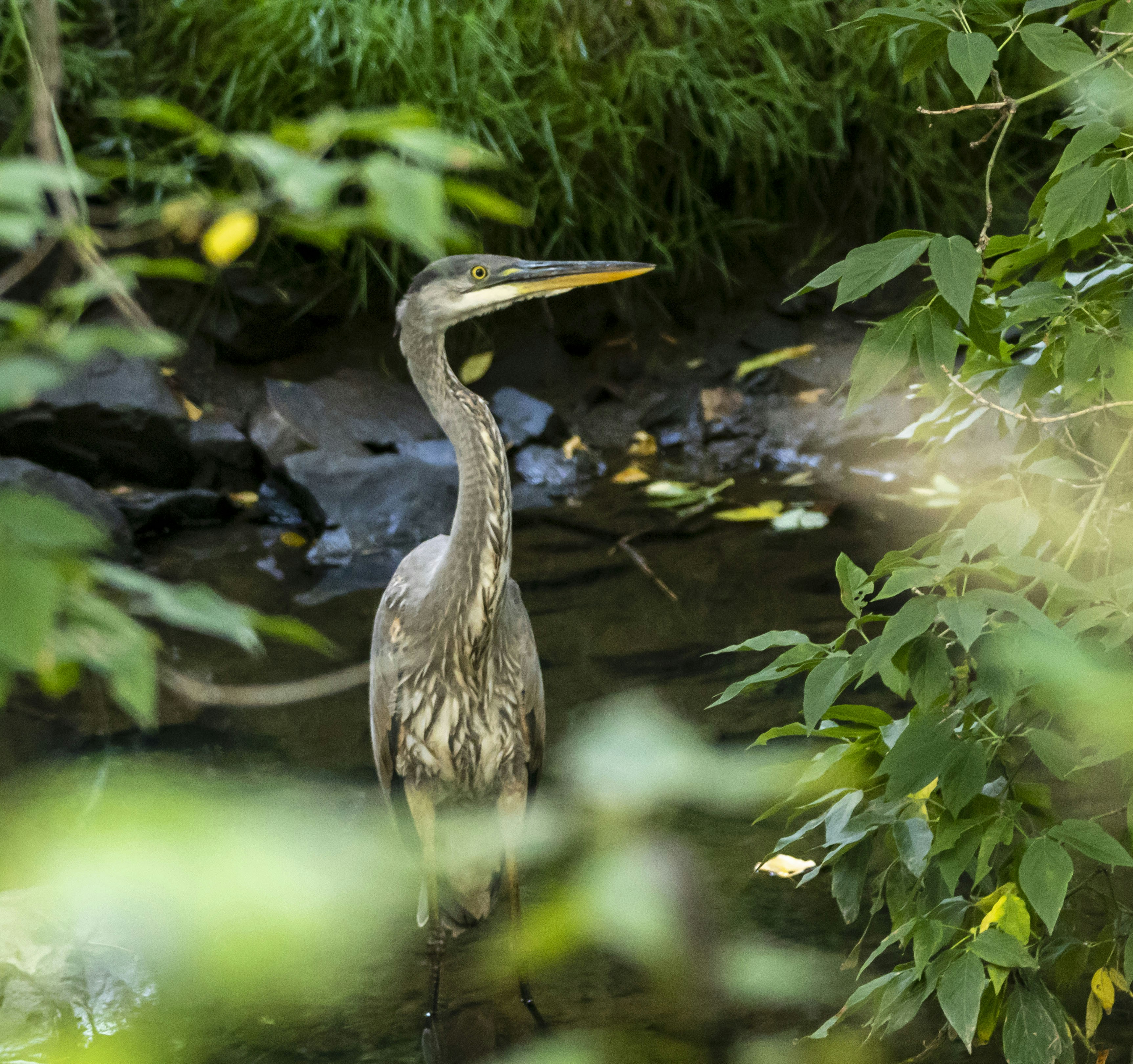 Watchful Grey Heron in a Green Canopy Stream