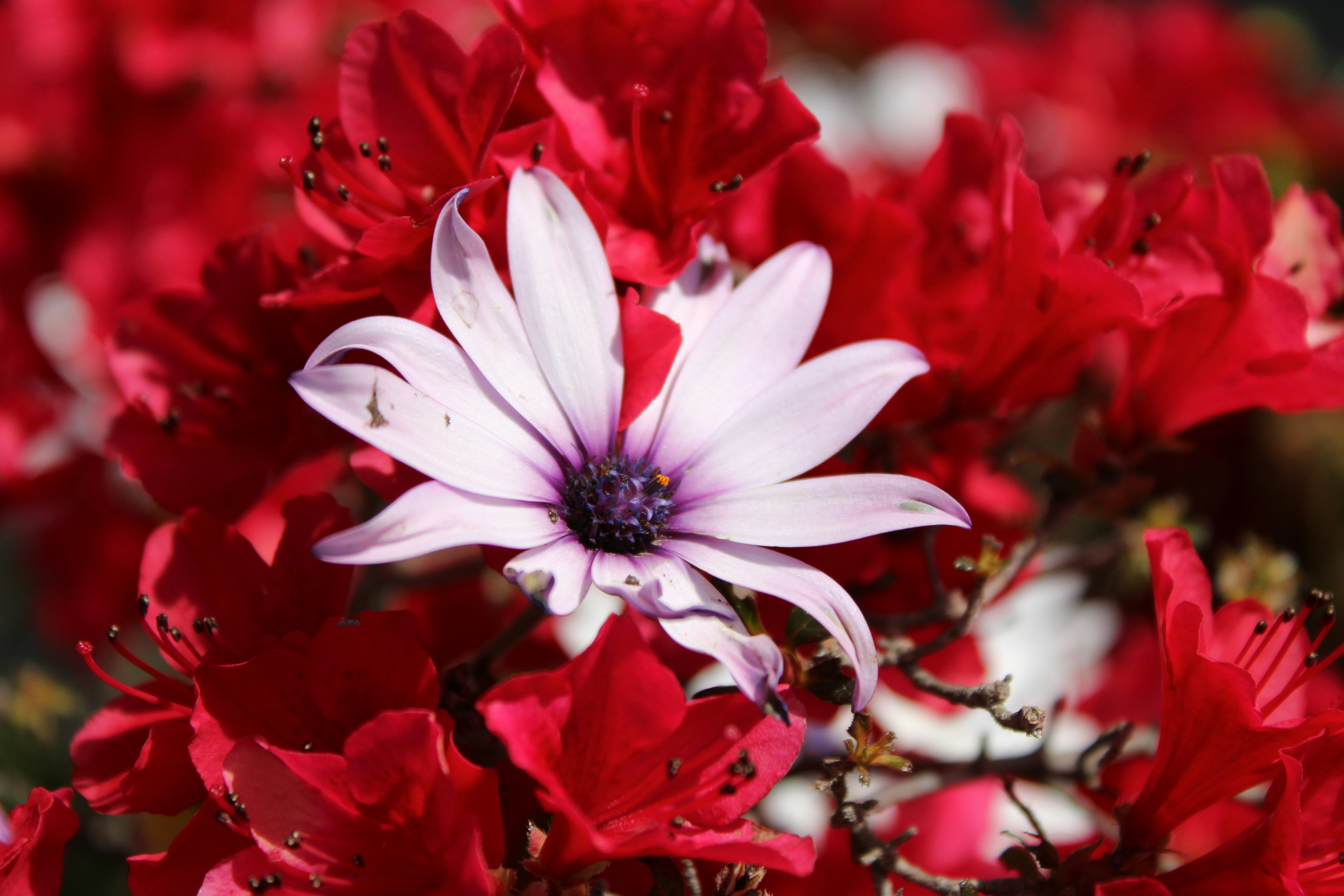 A Dance of Colors: The Harmony of Blossoms