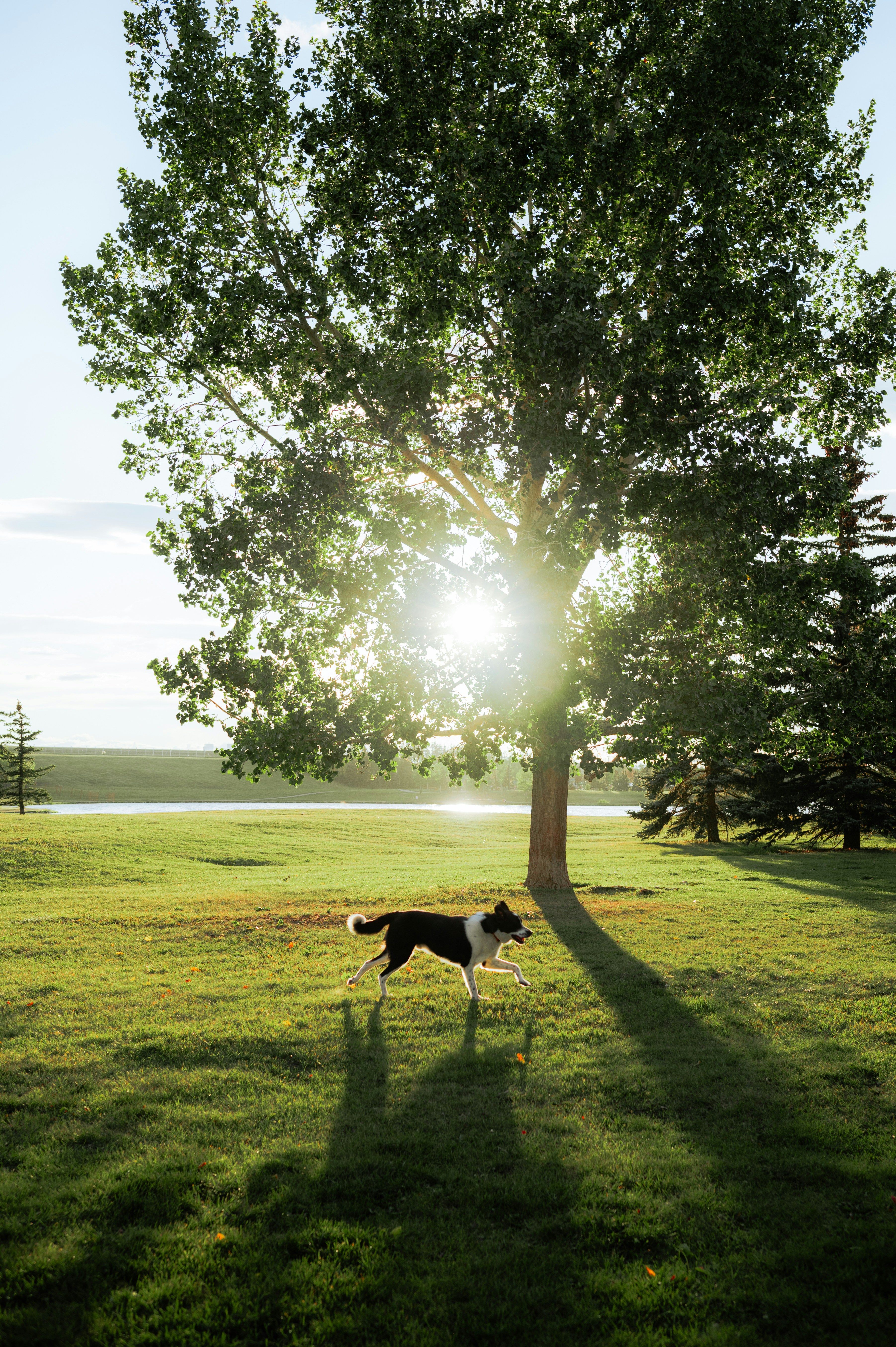 Backlit Great Tree and Grazing Dog in Golden Evening Light