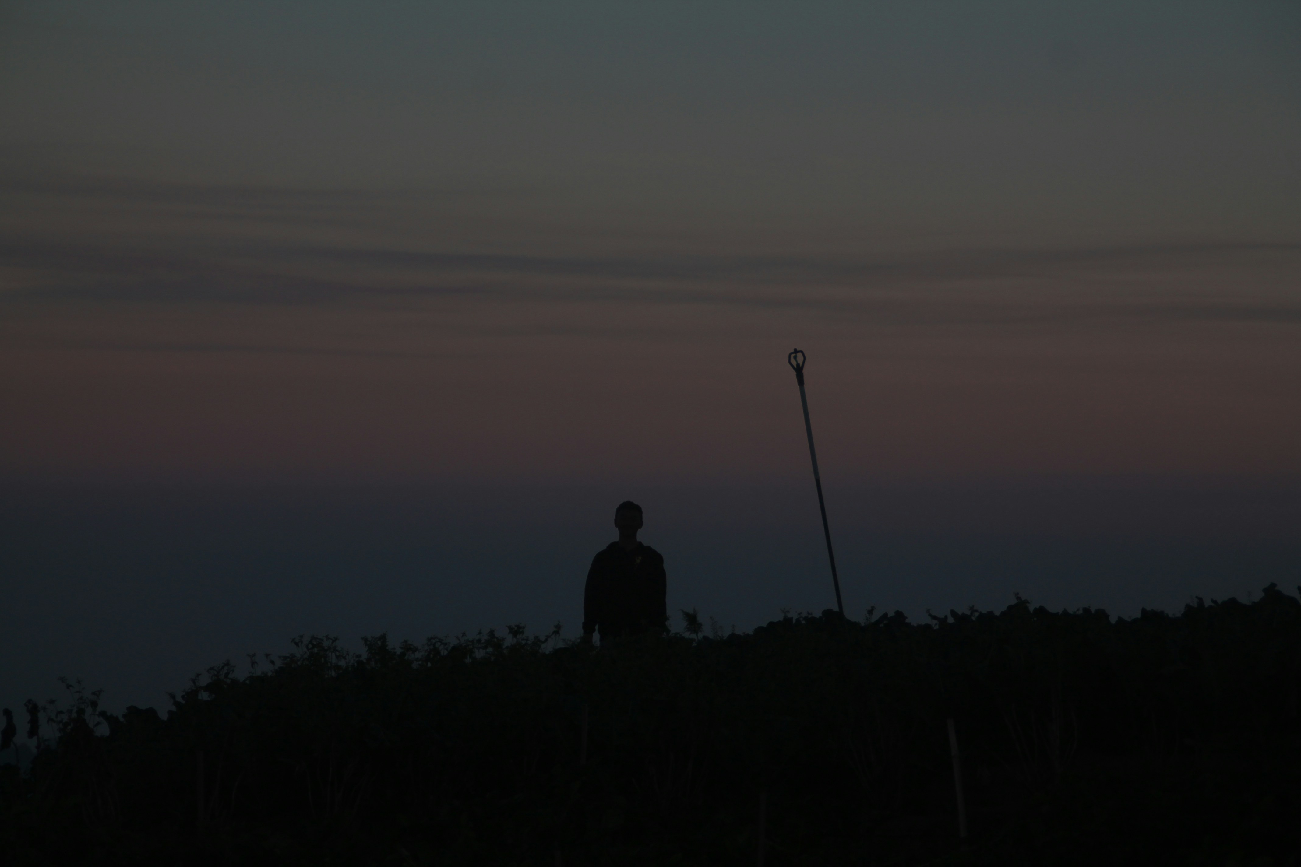 Silhouette of a person standing on a vegetable field under a twilight sky.