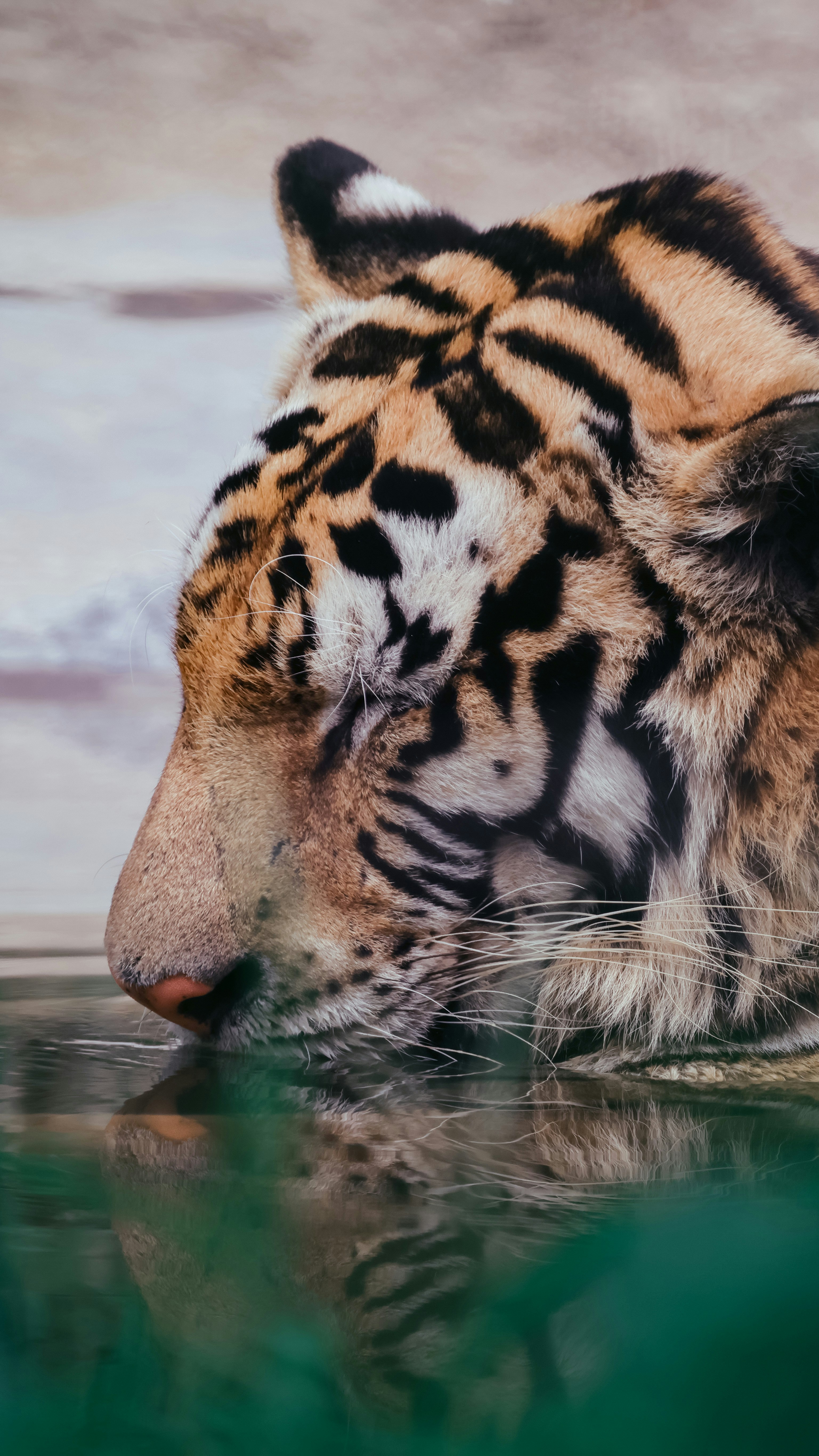 Serene Gaze at Water's Edge: A Tiger's Quiet Moment