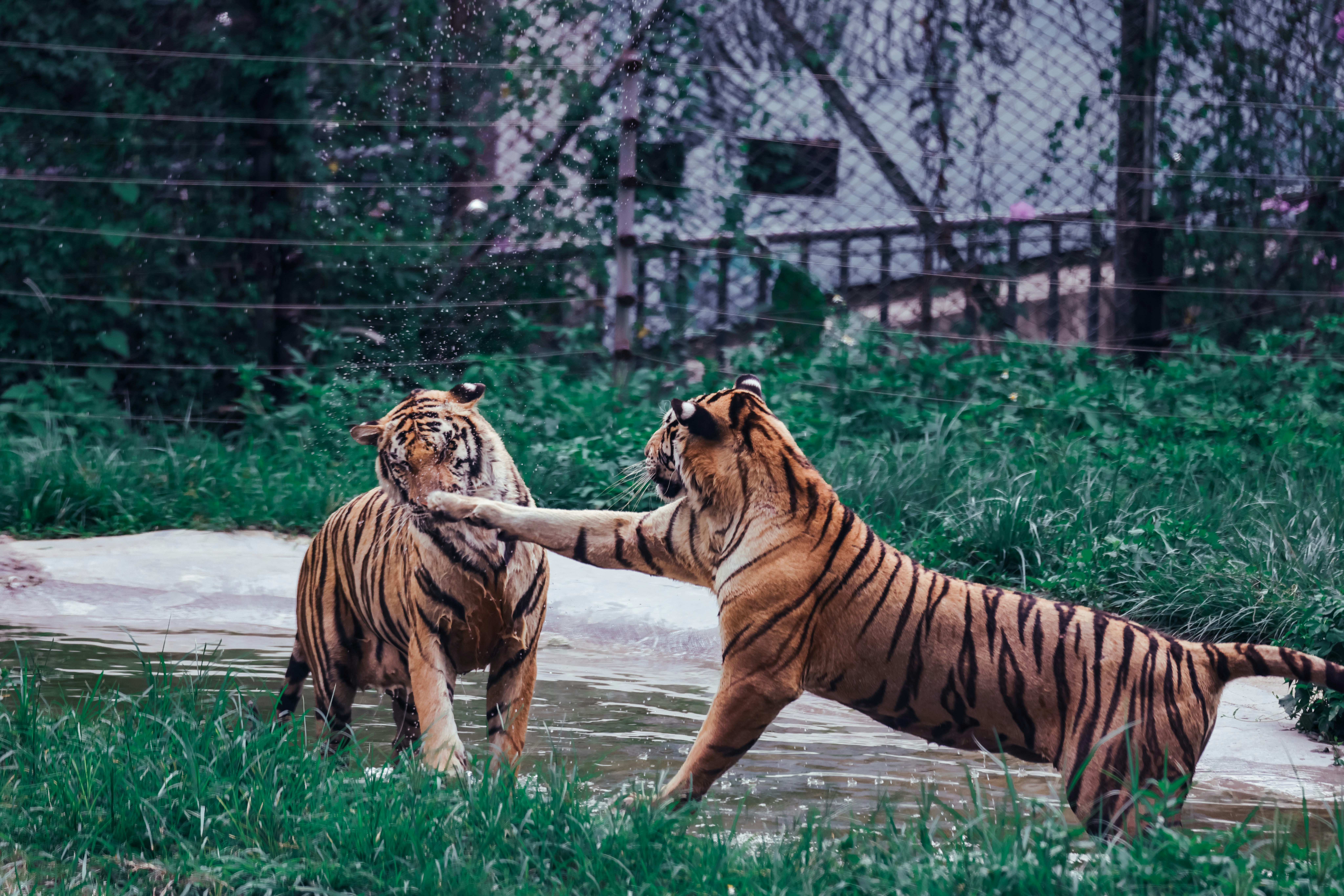 Two tigers playing in a pool of water photo – Free Animal Image on Unsplash