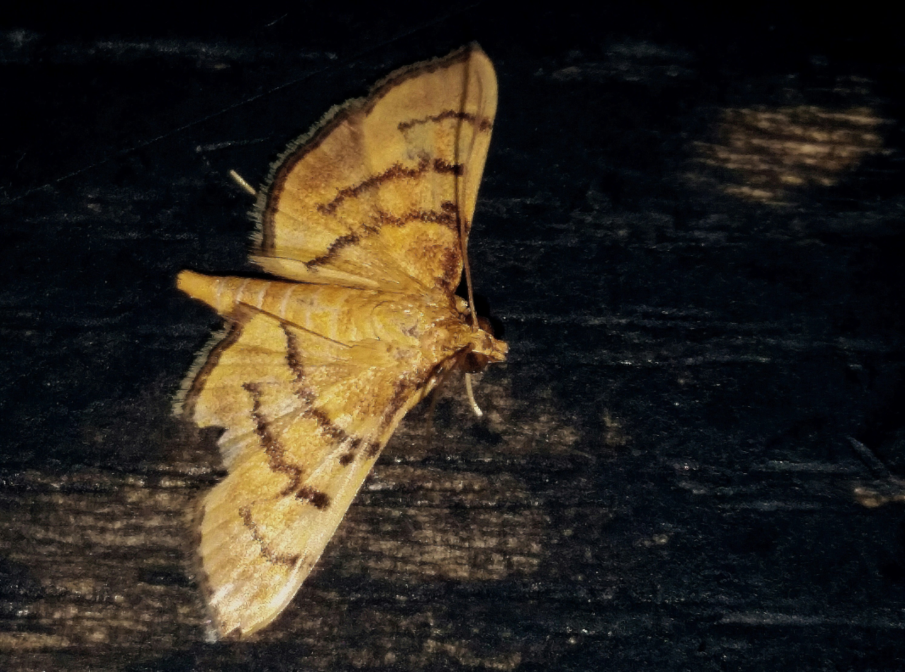 A yellow striped moth rests on a dark, weathered wooden surface with wings spread.