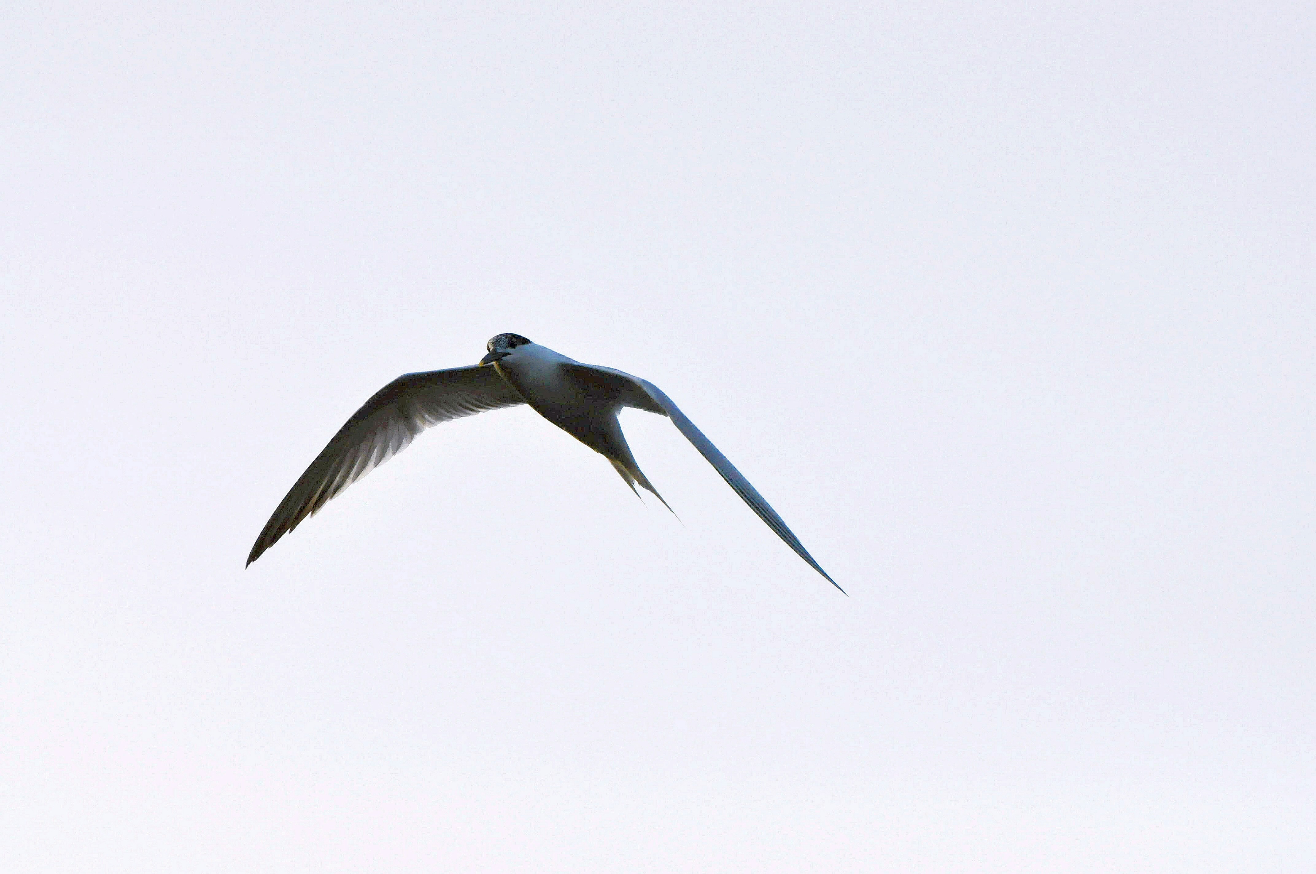 Gull in a Pale Skyscape: A Seamless Arc of White Wings