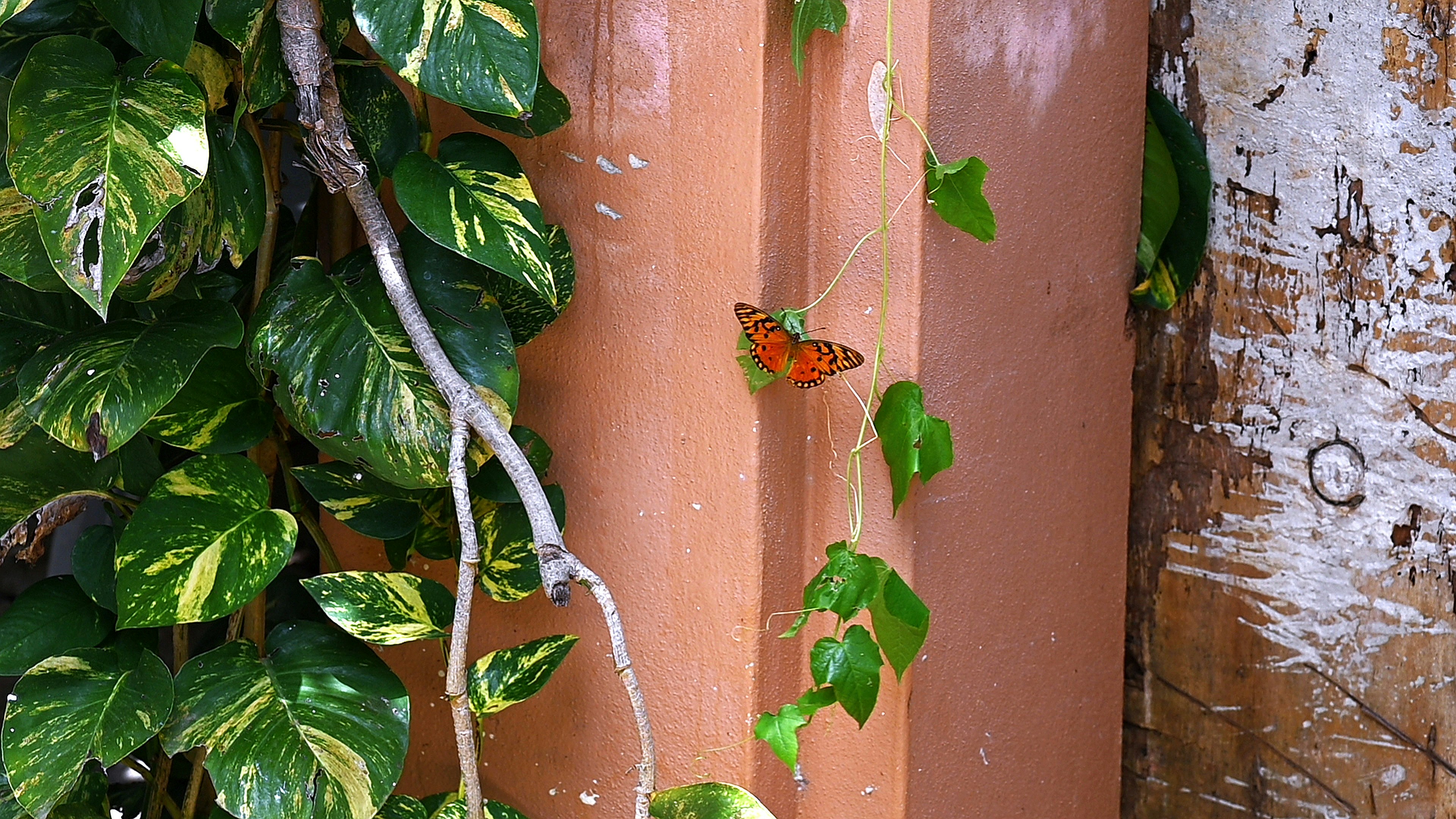 Amber Butterfly on Rusted Conduit Framed by Ivy