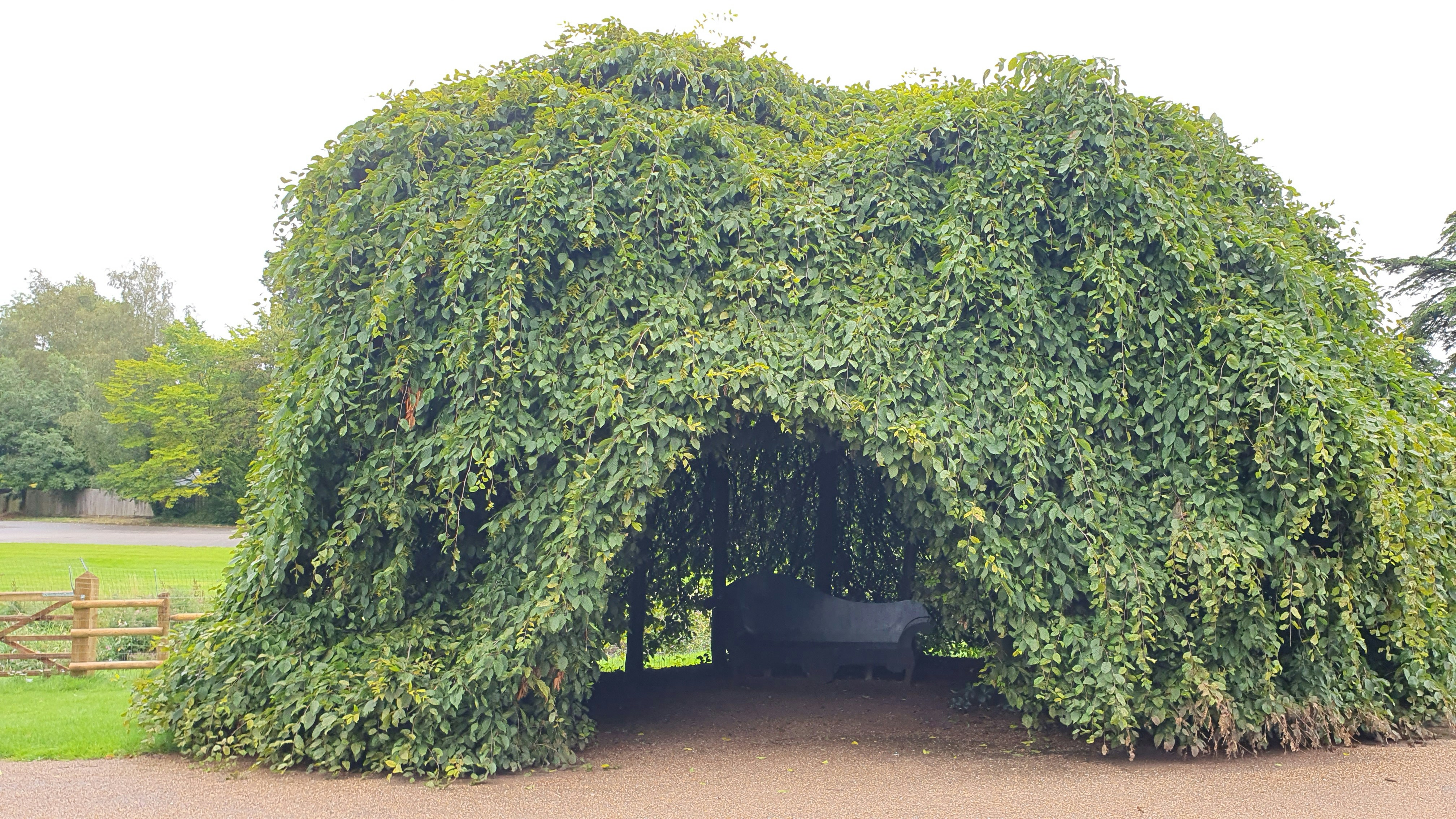 Green Veil Shelter: A Quiet Bench Enclosed by Living Canopy