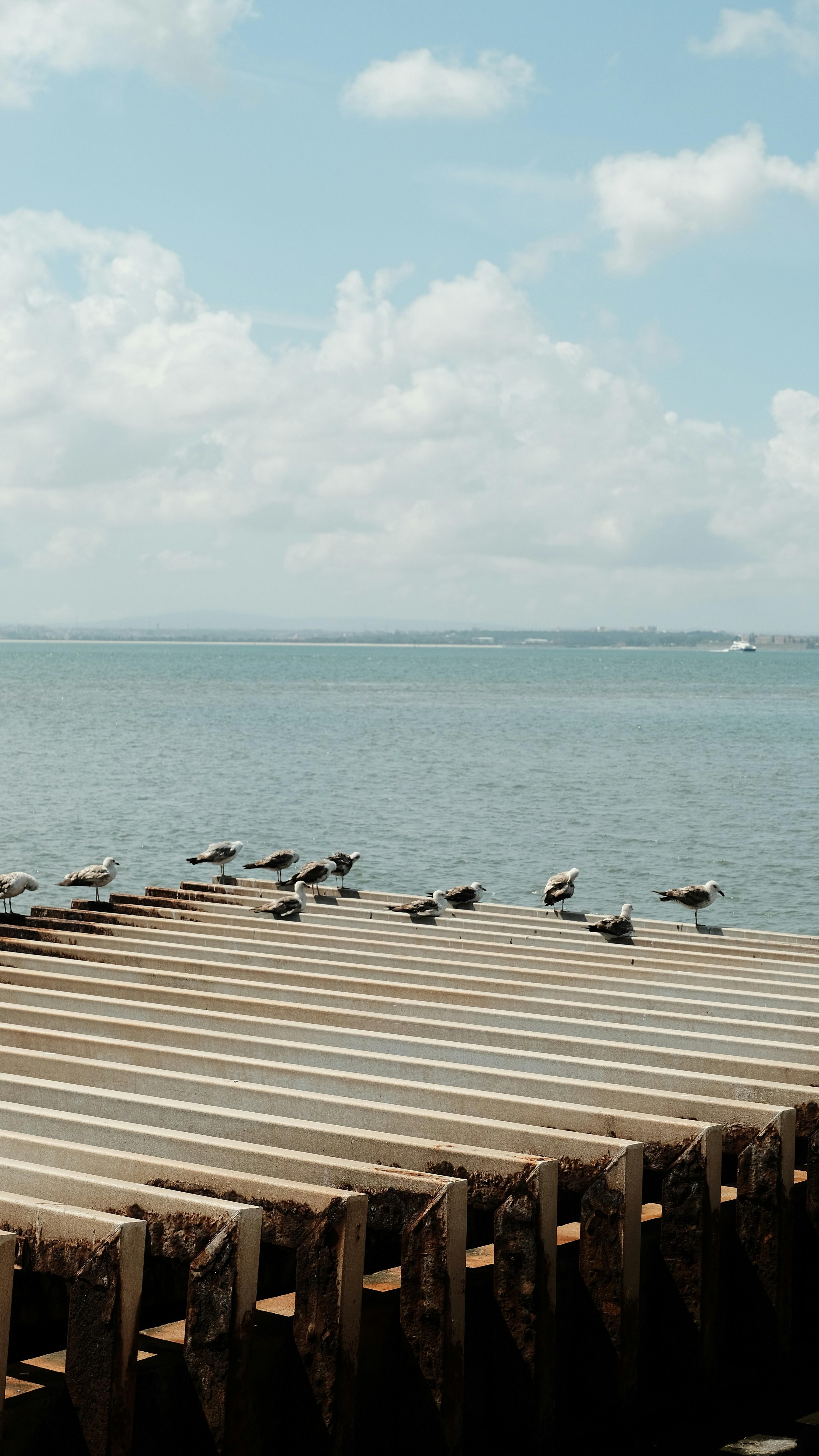 Gull Row Along a Weathered Jetty Beneath a Pale Seascape