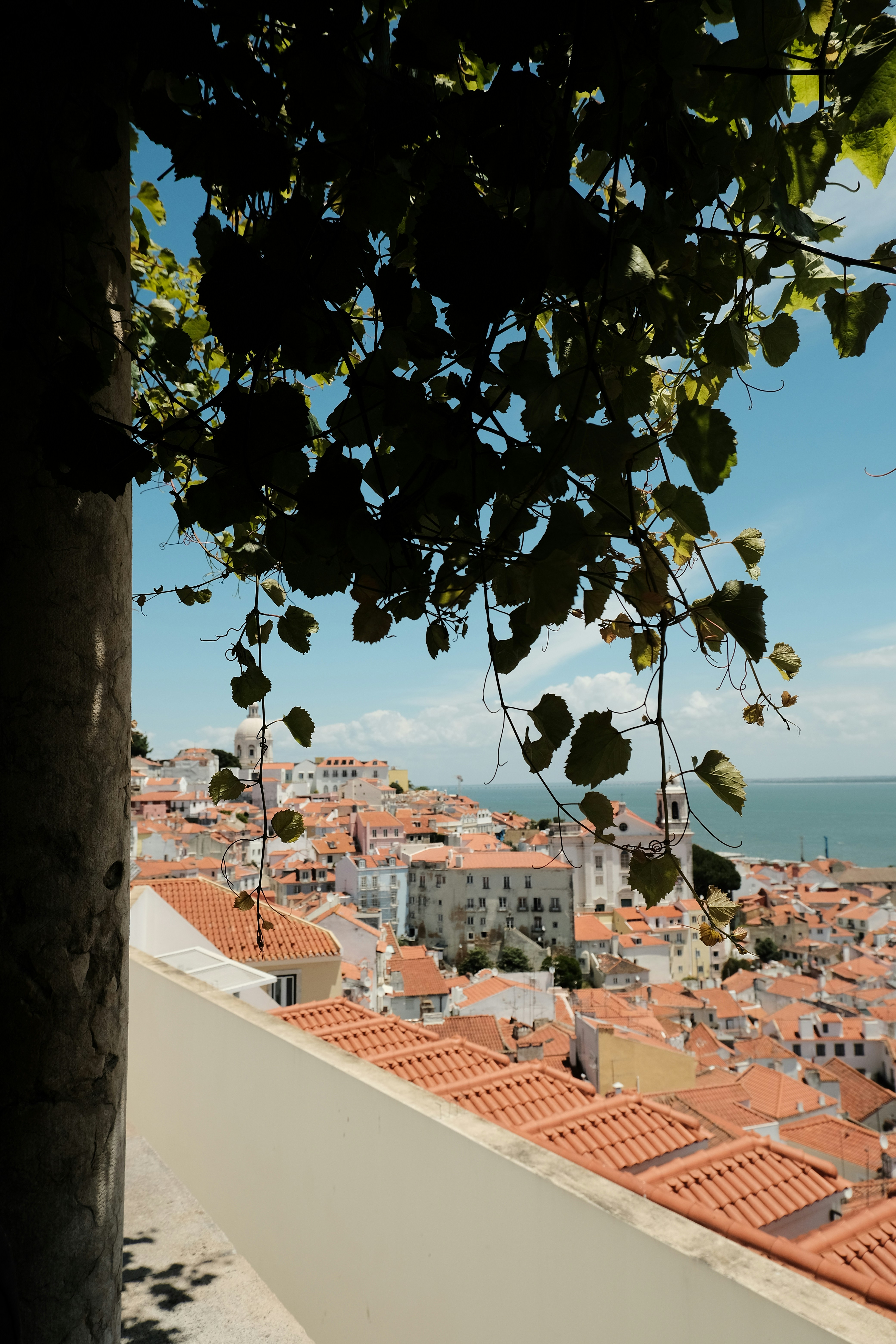 Overlook from a Walled Terrace: Vines Framing a Coastal Town