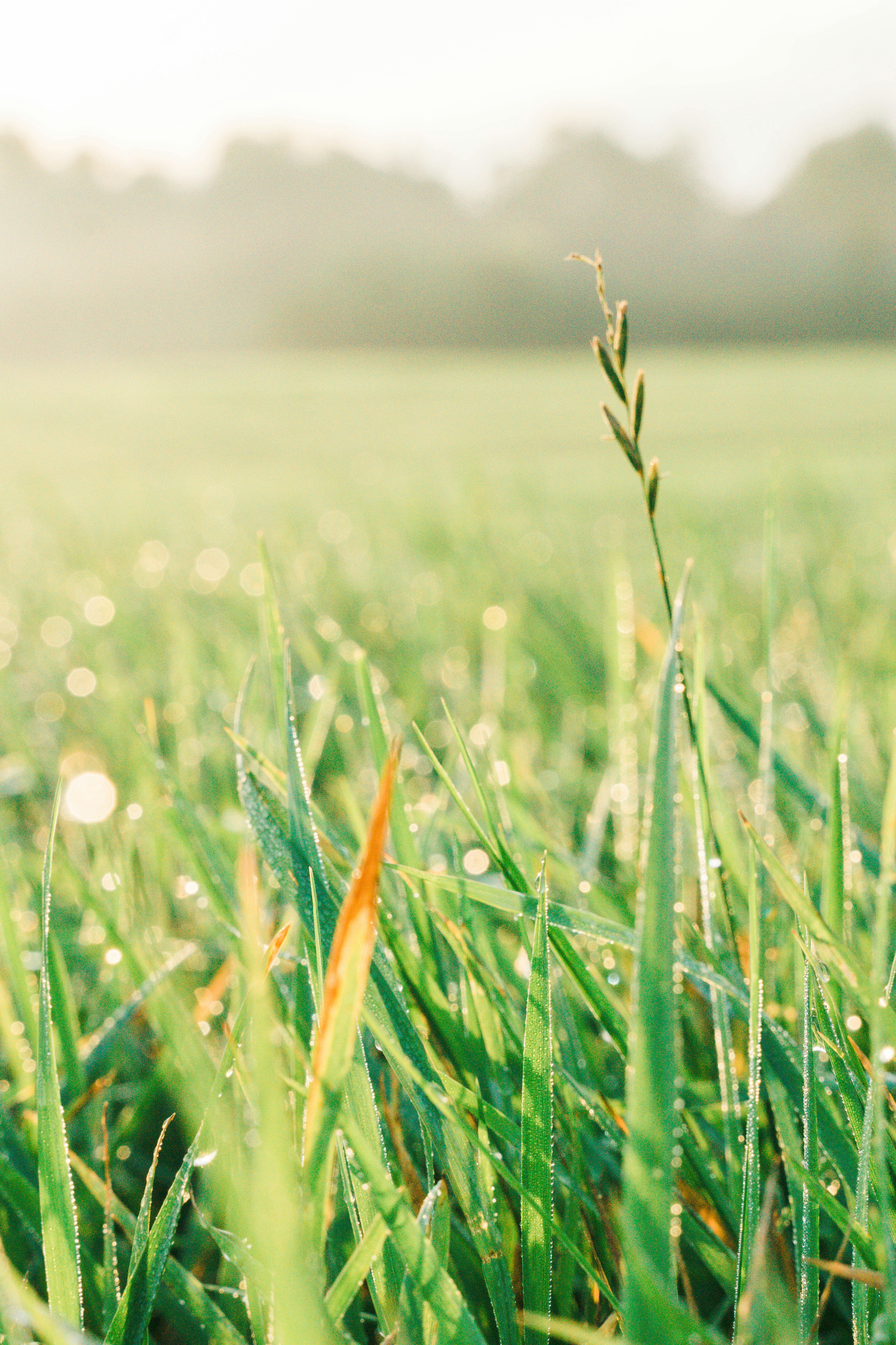 A close up of a grass field with a blurry background photo – Free ...