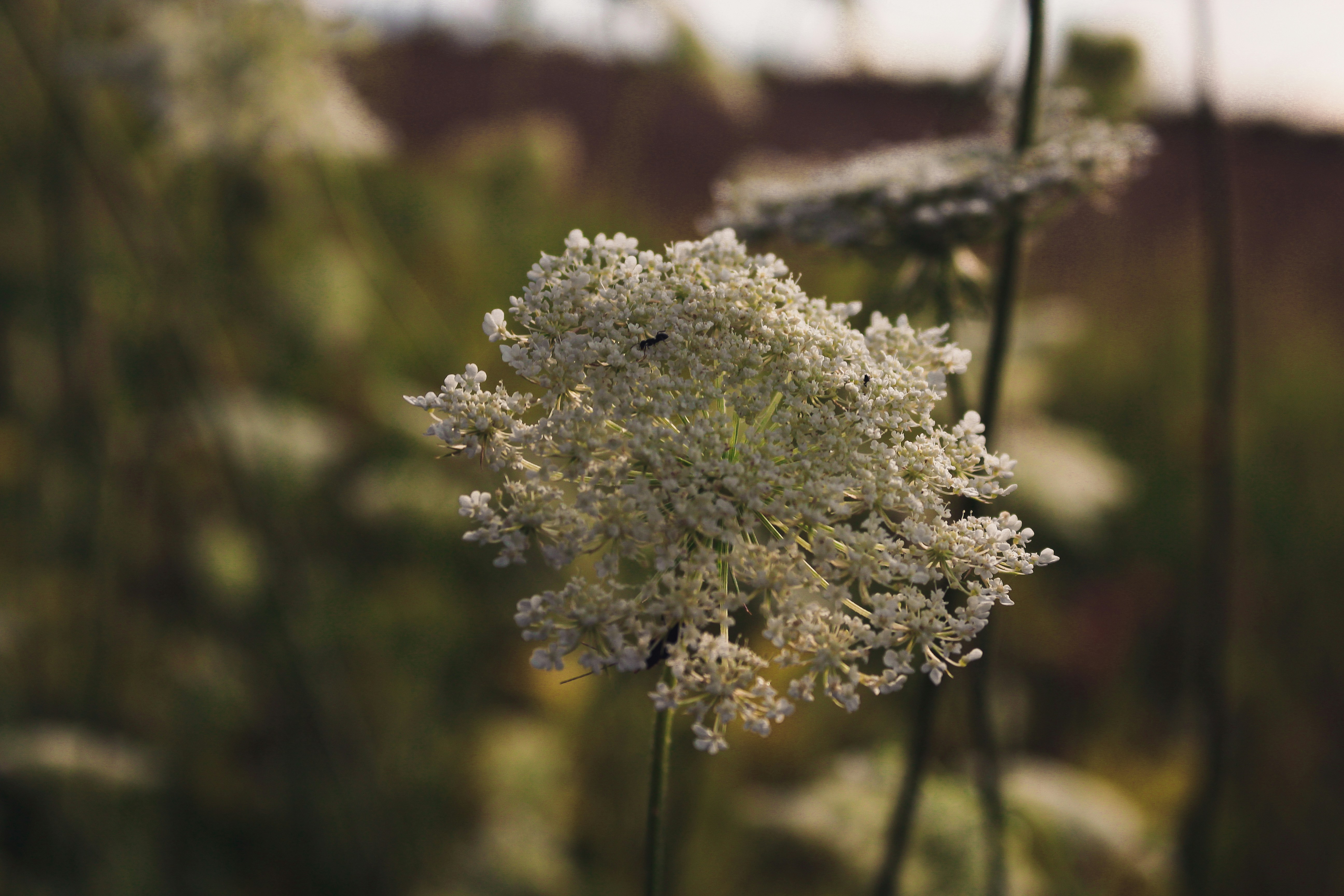 Whispered Umbels: Center-Stage Queen Anne's Lace in Evening Light